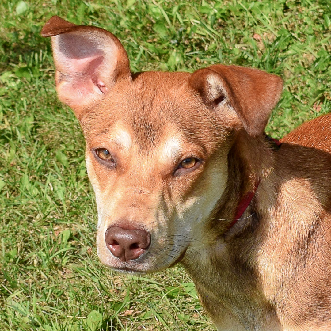 Doritos - Animal House Shelter