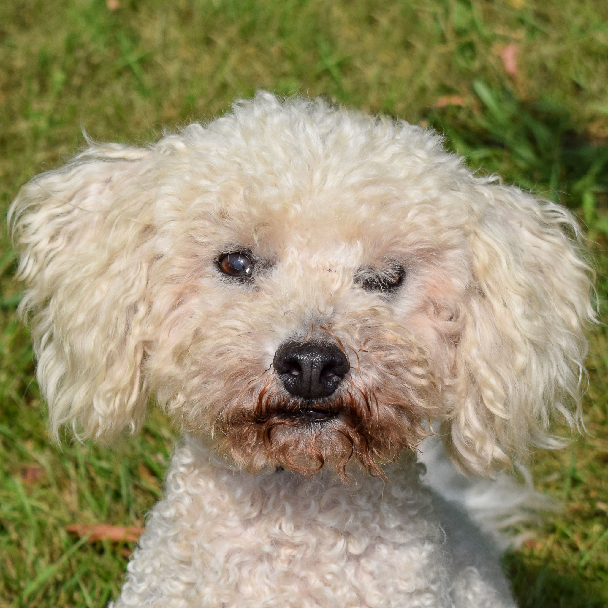 Fritz - Animal House Shelter