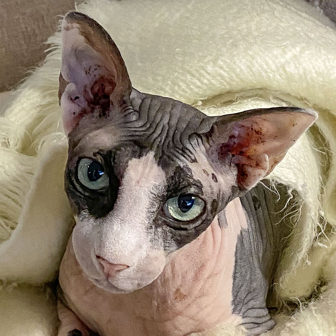 Jonesie - Animal House Shelter