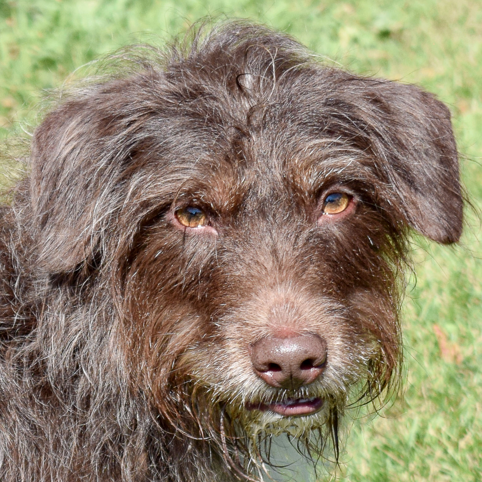 Mellow - Animal House Shelter