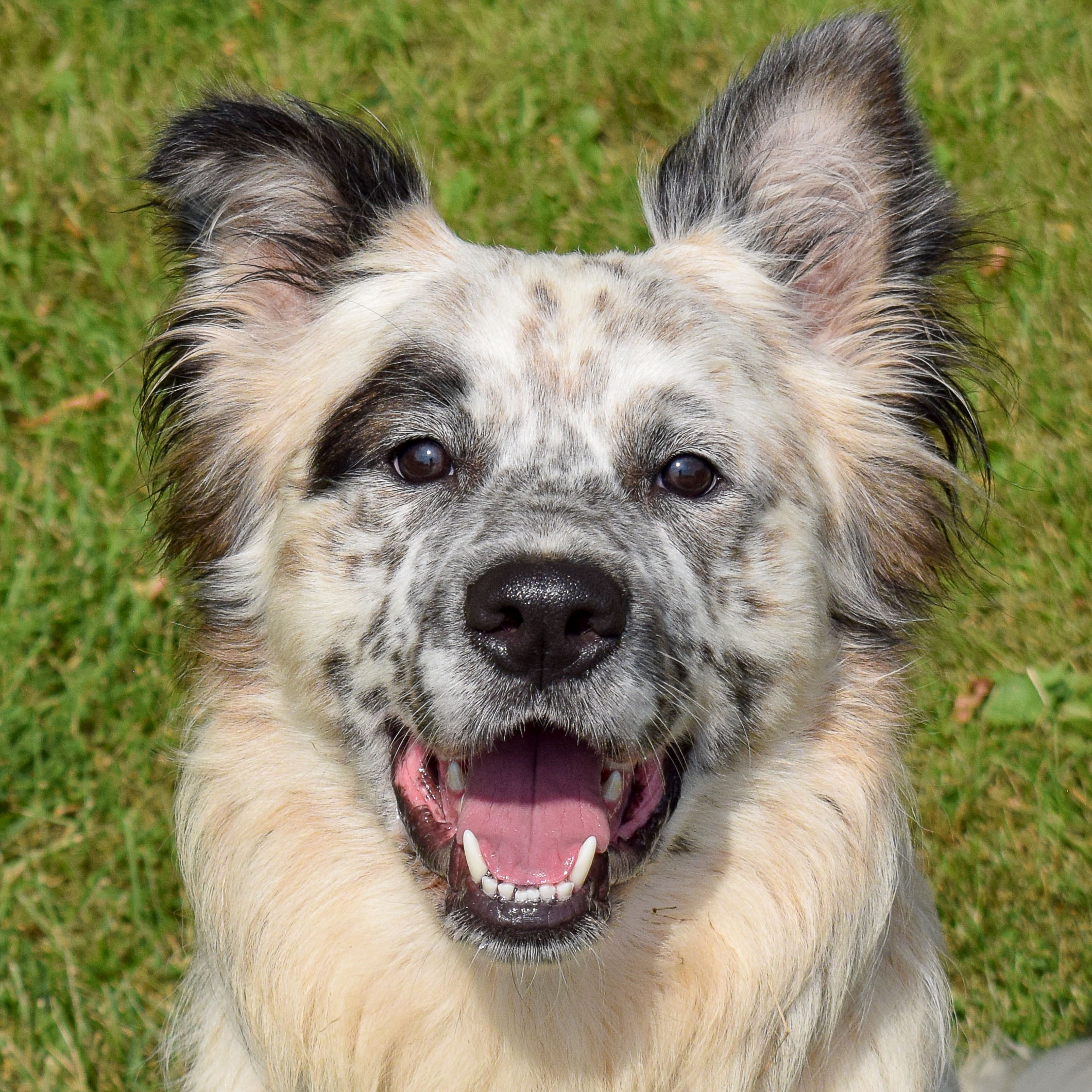Mowgli - Animal House Shelter