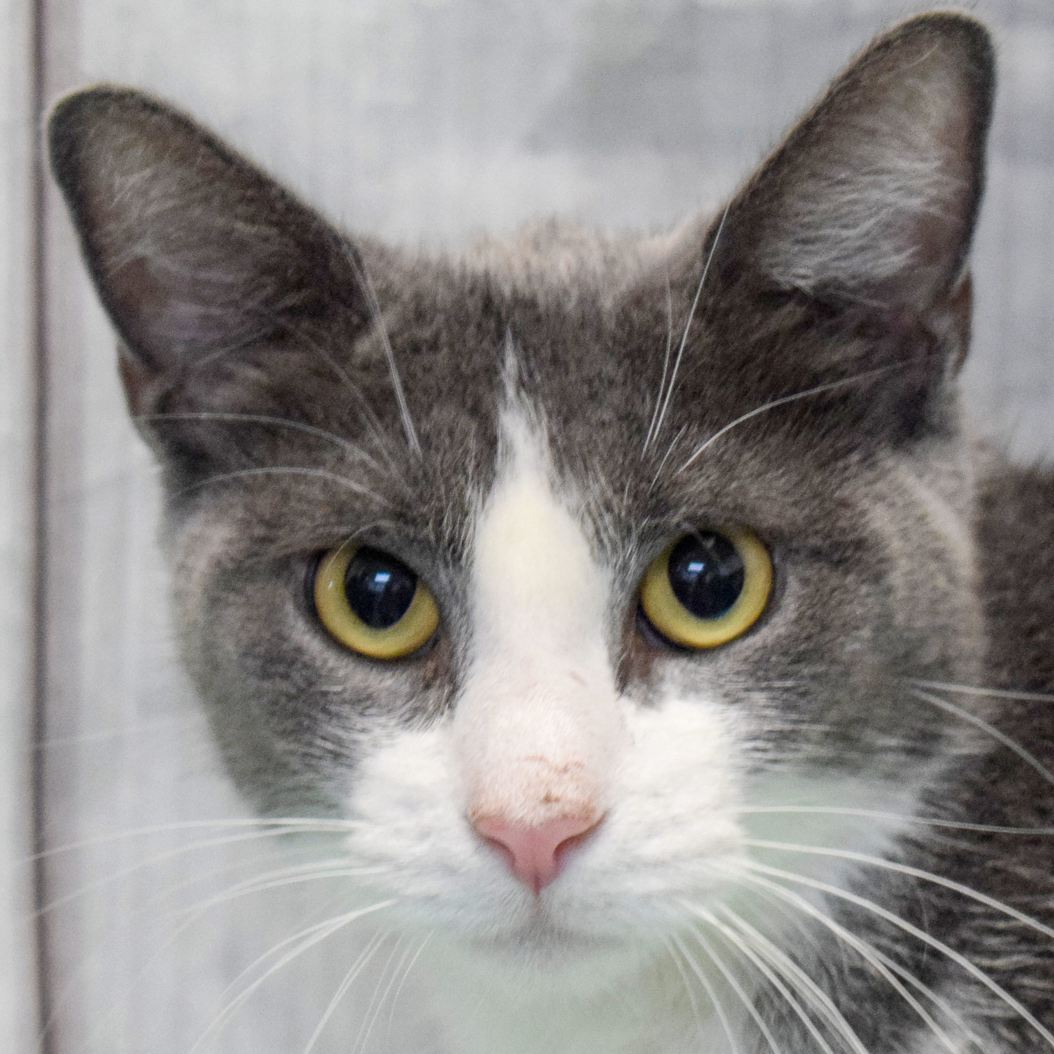 Wanda - Animal House Shelter