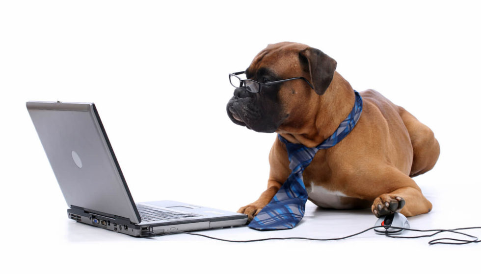 Contact Us | Animal House Shelter