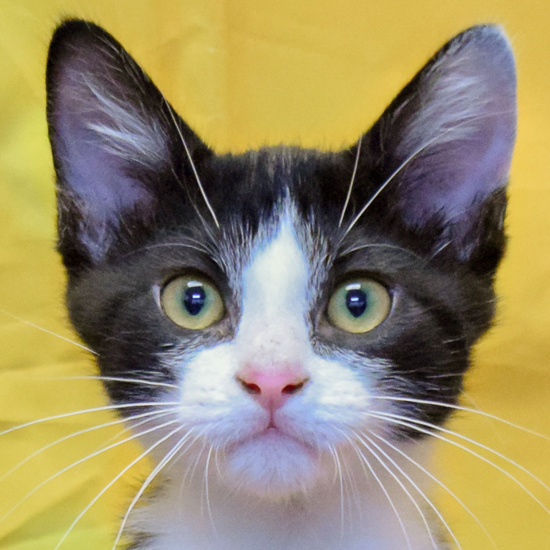 Casper - Animal House Shelter