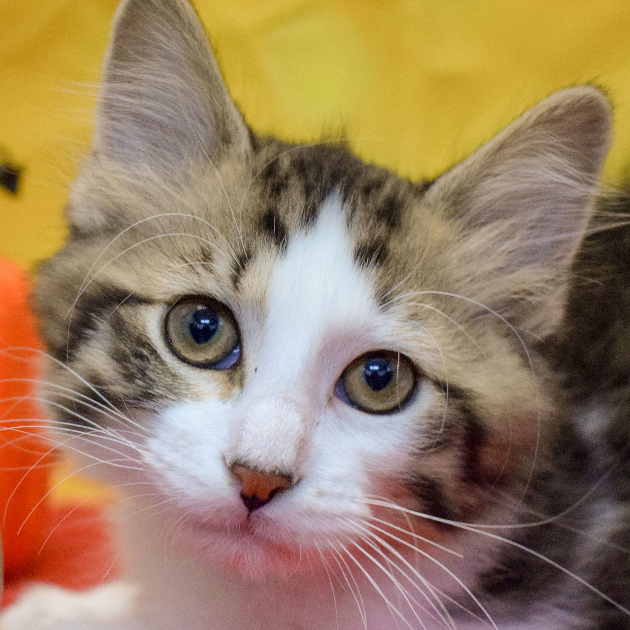 Cedar - Animal House Shelter