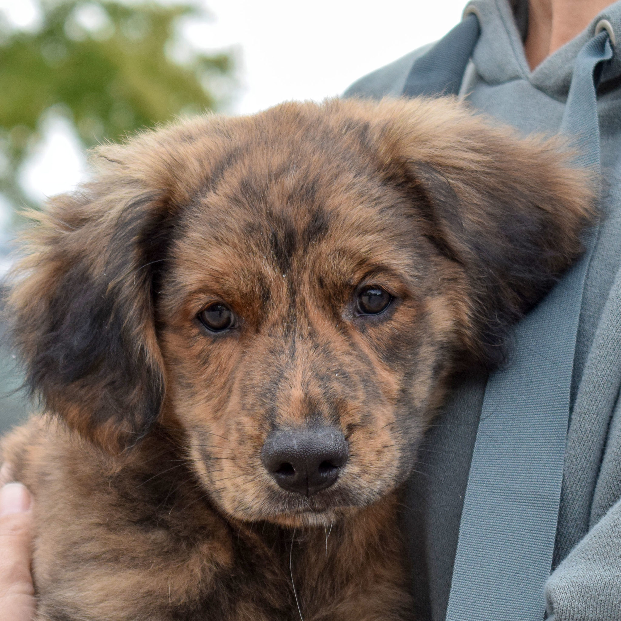 Derek - Animal House Shelter