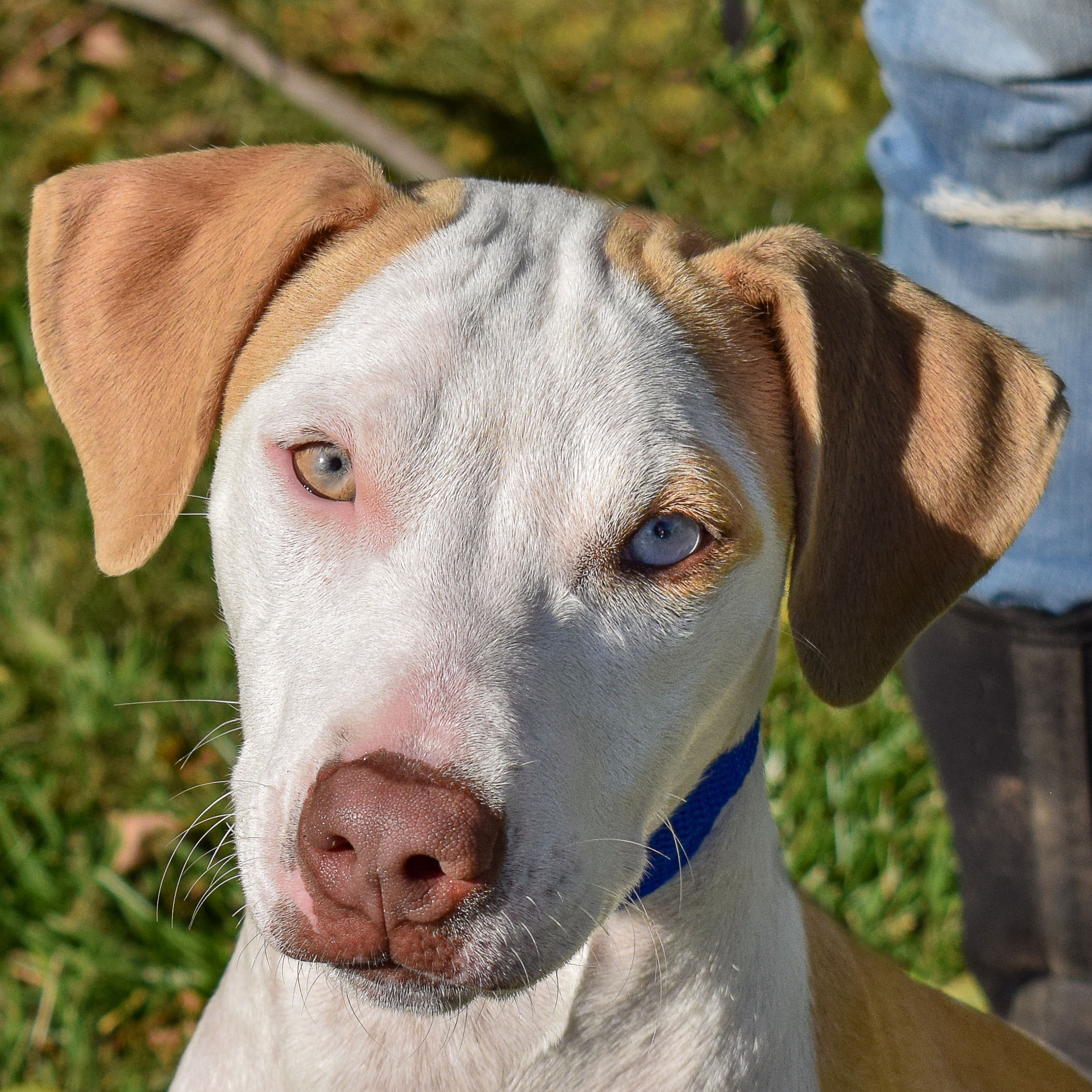 Ginger - Animal House Shelter