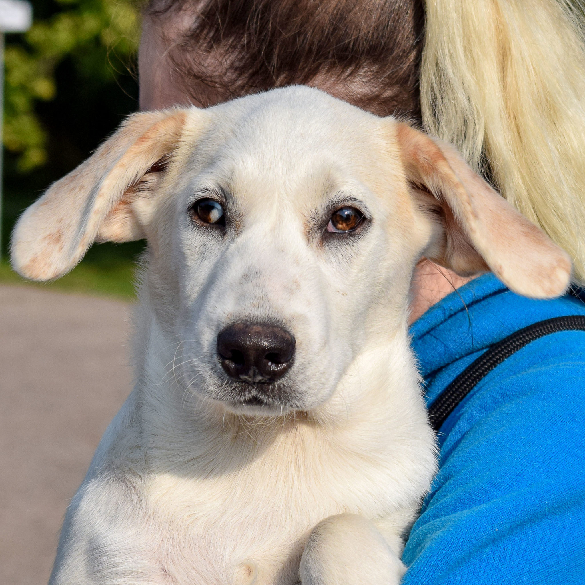 Hailey - Animal House Shelter