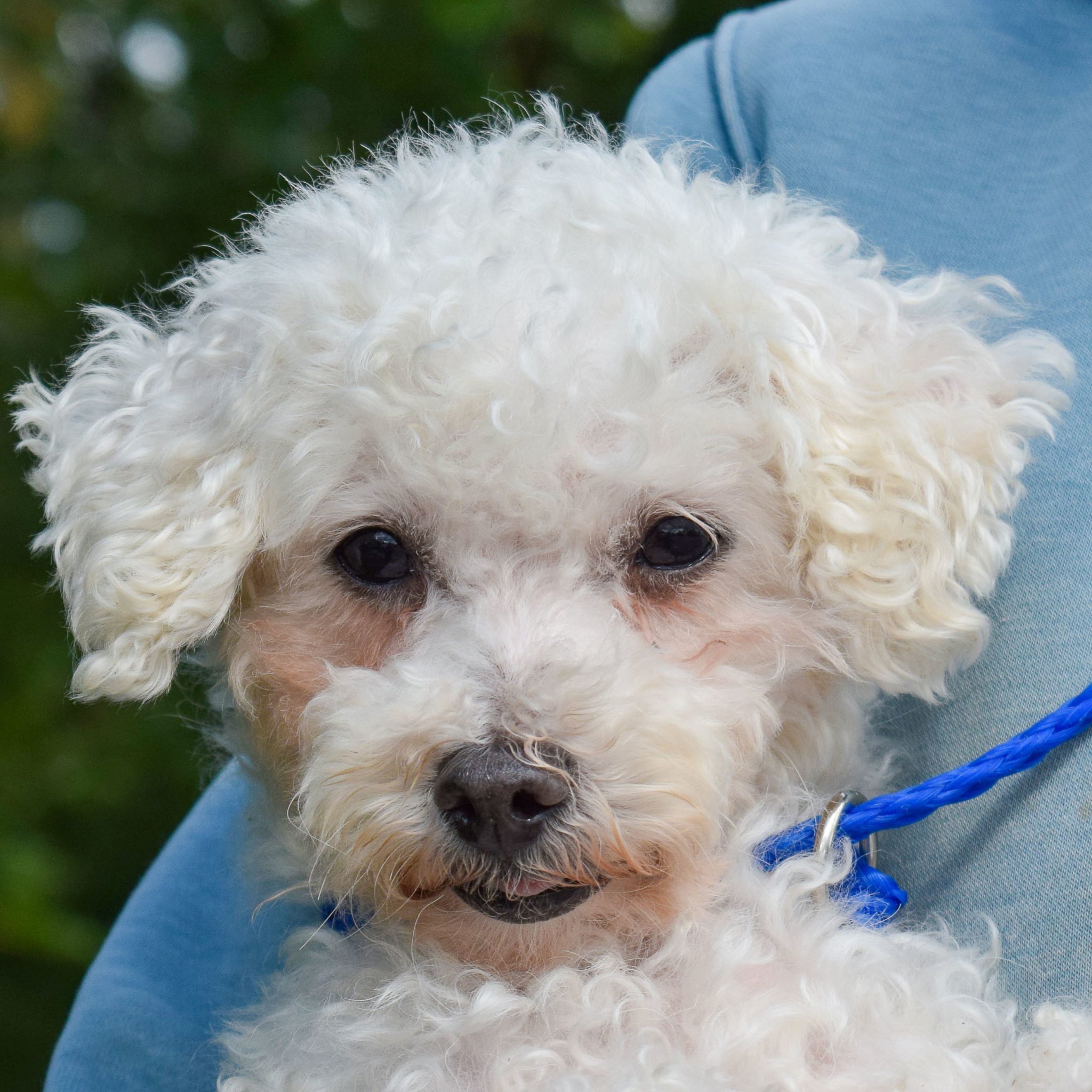 Kandi - Animal House Shelter