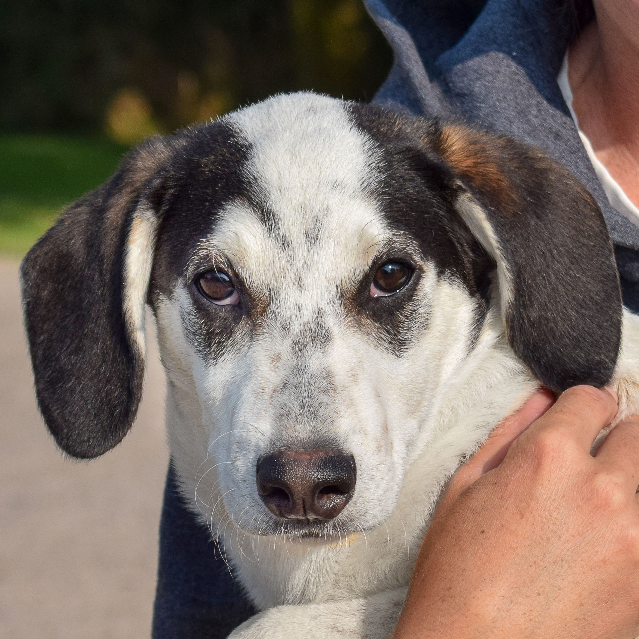 Kyle - Animal House Shelter