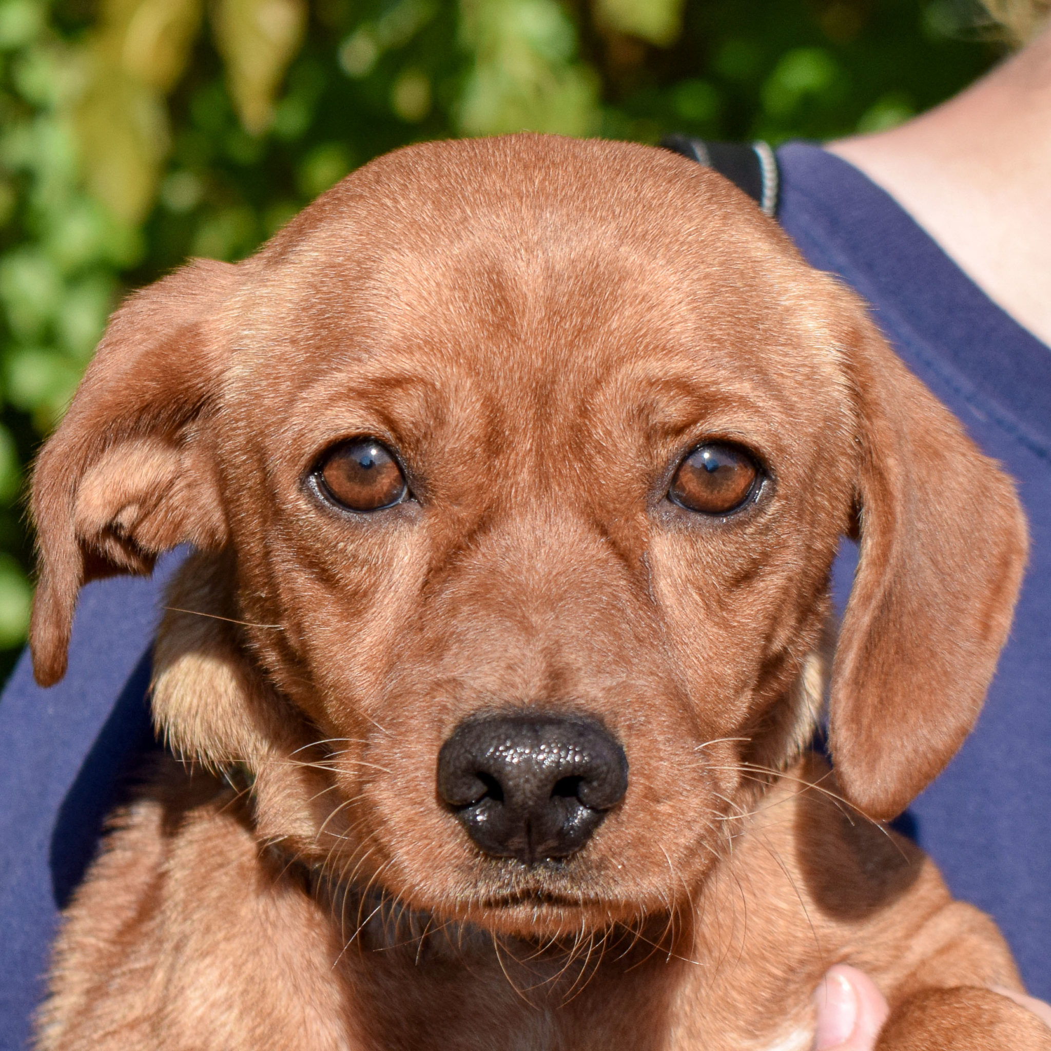 Lucy - Animal House Shelter