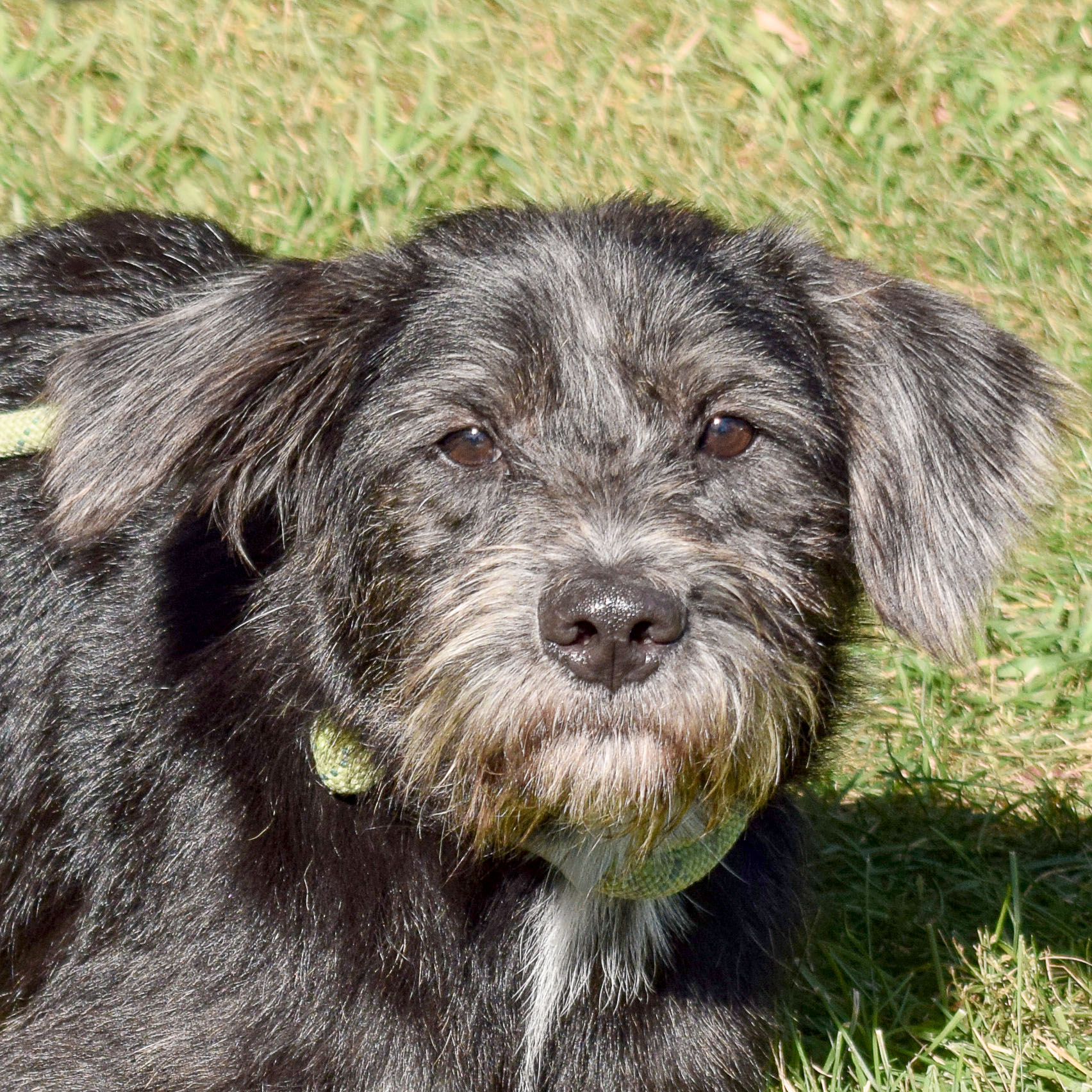 Oscar - Animal House Shelter