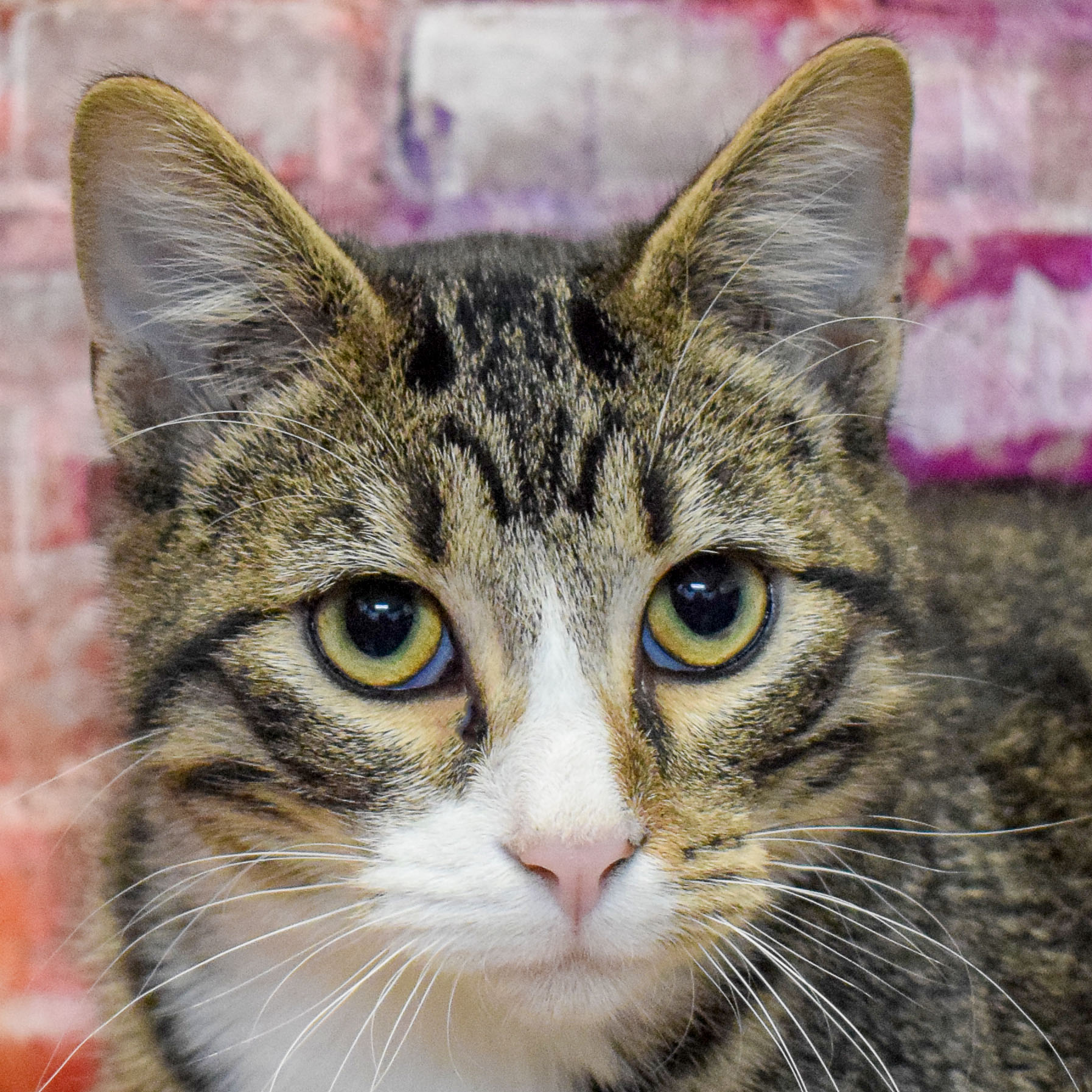 Queso - Animal House Shelter