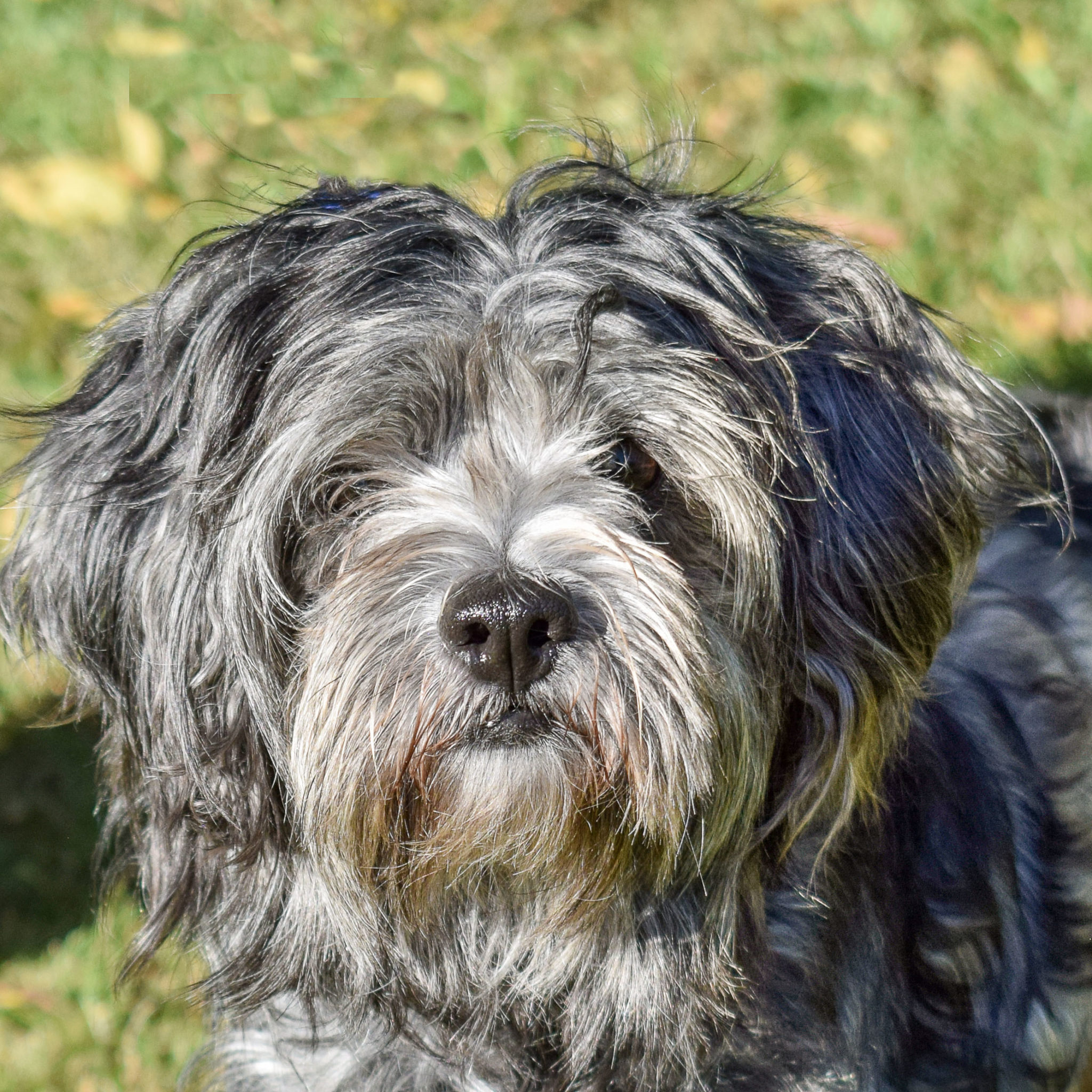 Roger - Animal House Shelter