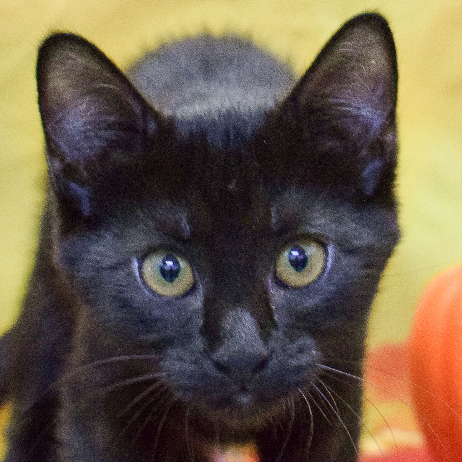 Sabrina - Animal House Shelter