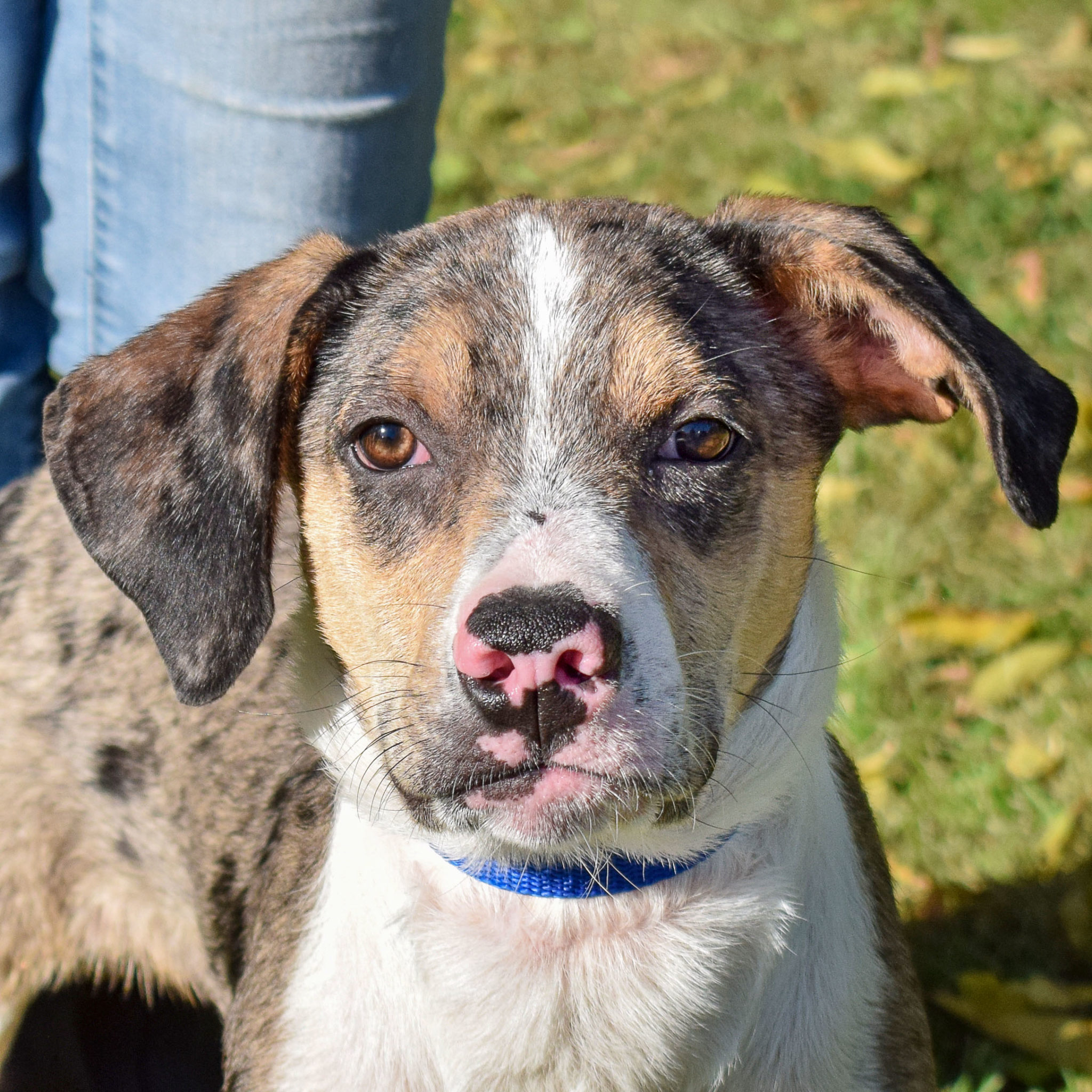 Sammy - Animal House Shelter