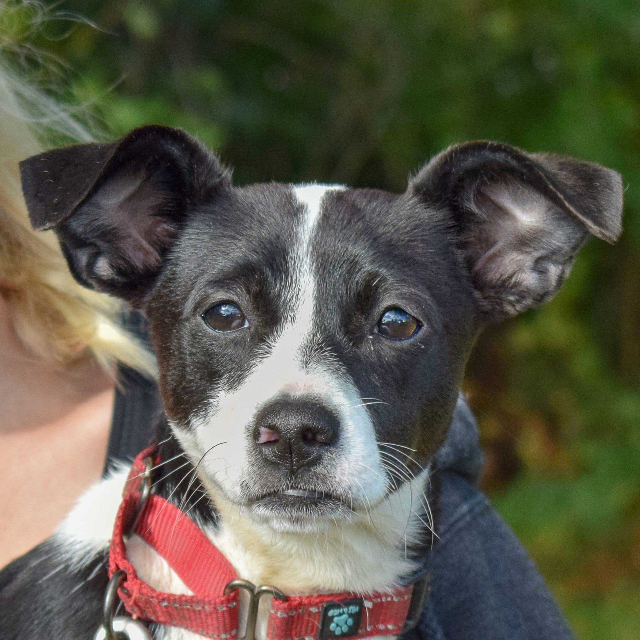 Sarah - Animal House Shelter