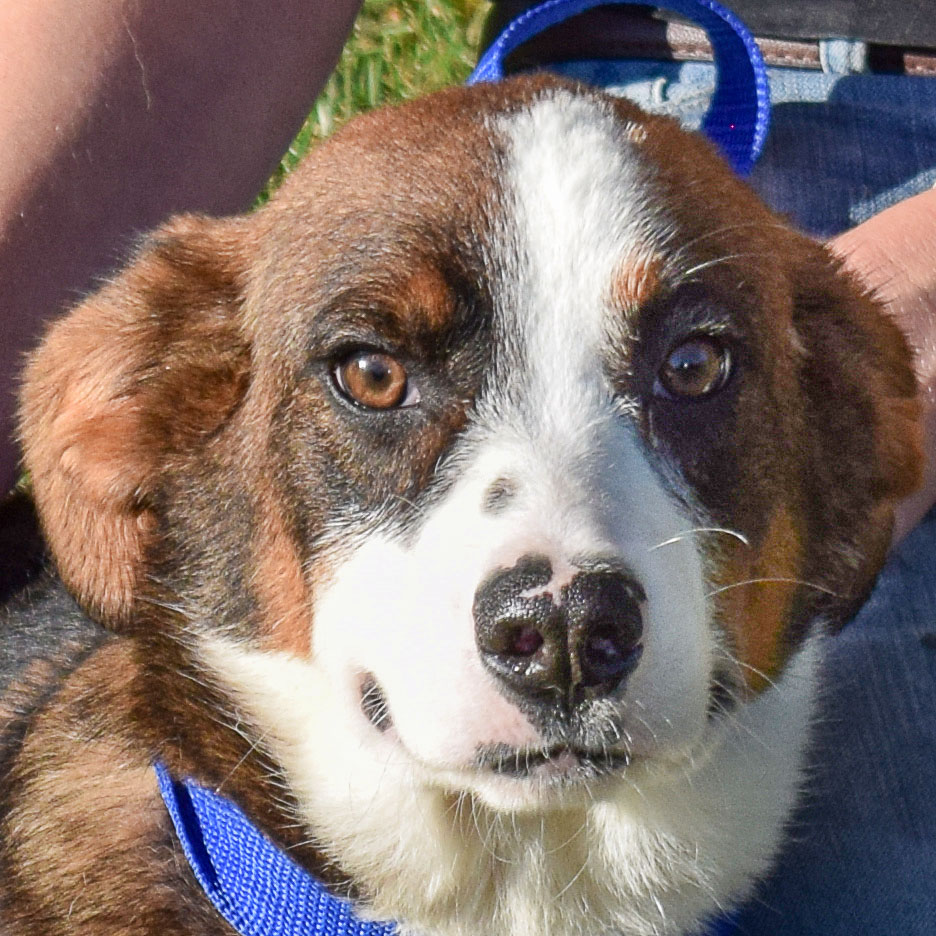 Whopper - Animal House Shelter