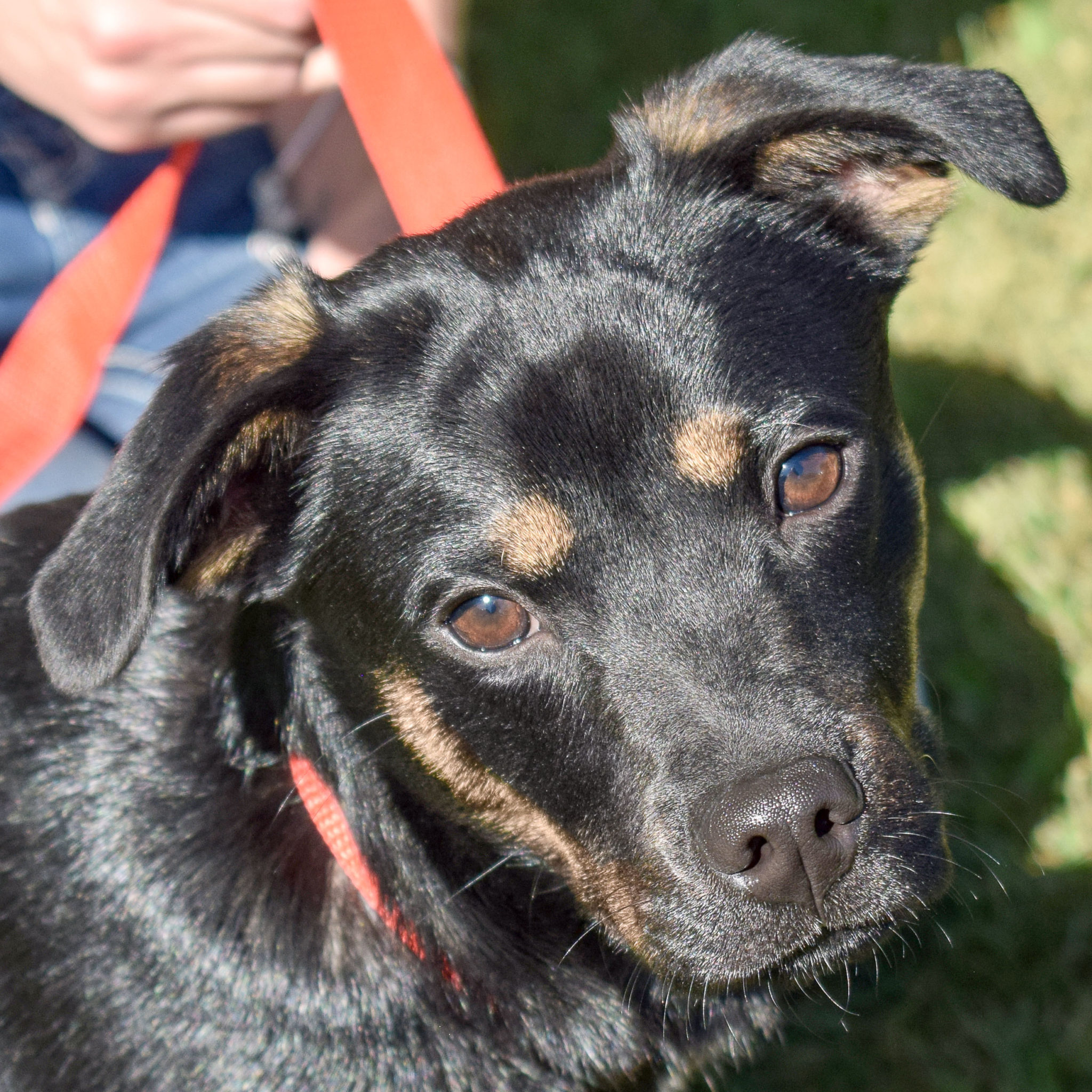 Zed - Animal House Shelter