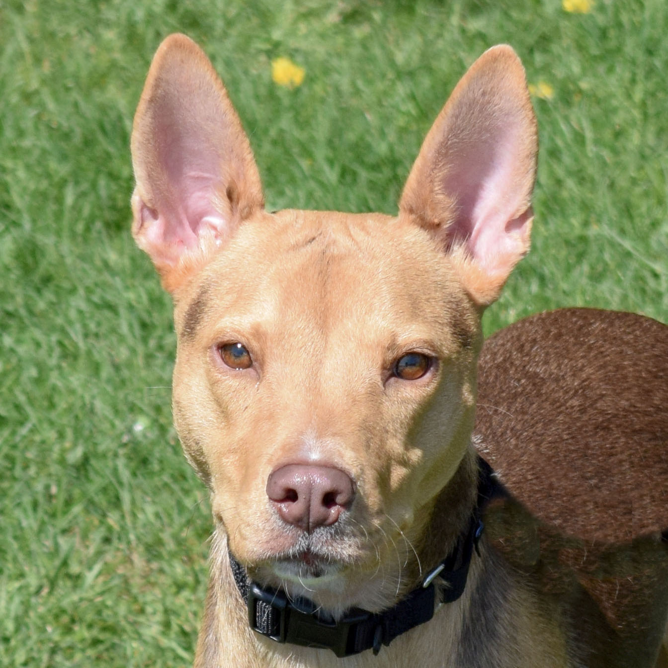 Cairo - Animal House Shelter