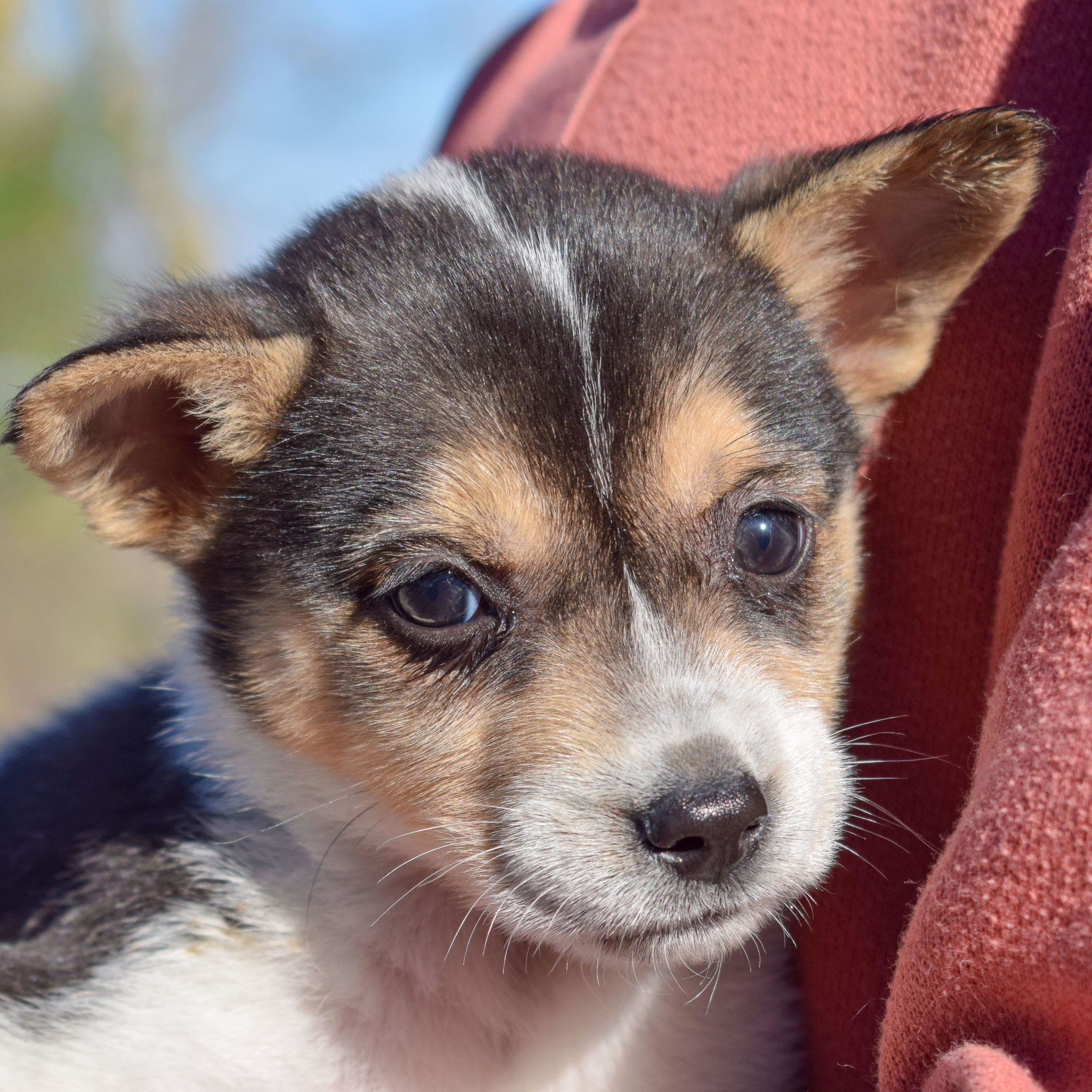 Dove - Animal House Shelter