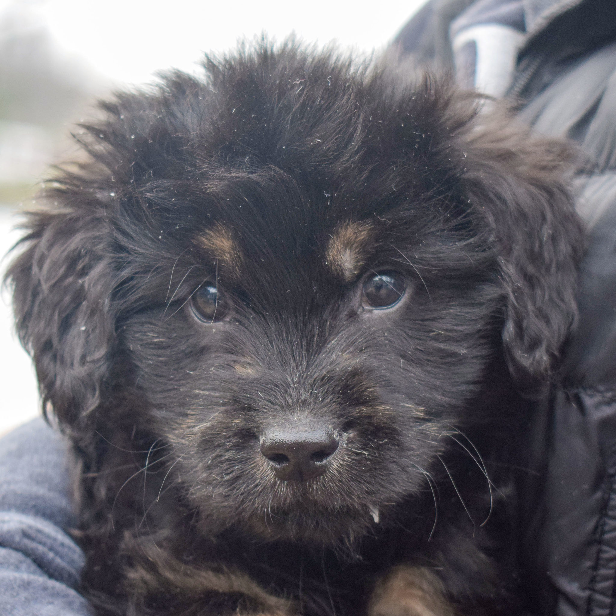 Dr. Pepper - Animal House Shelter