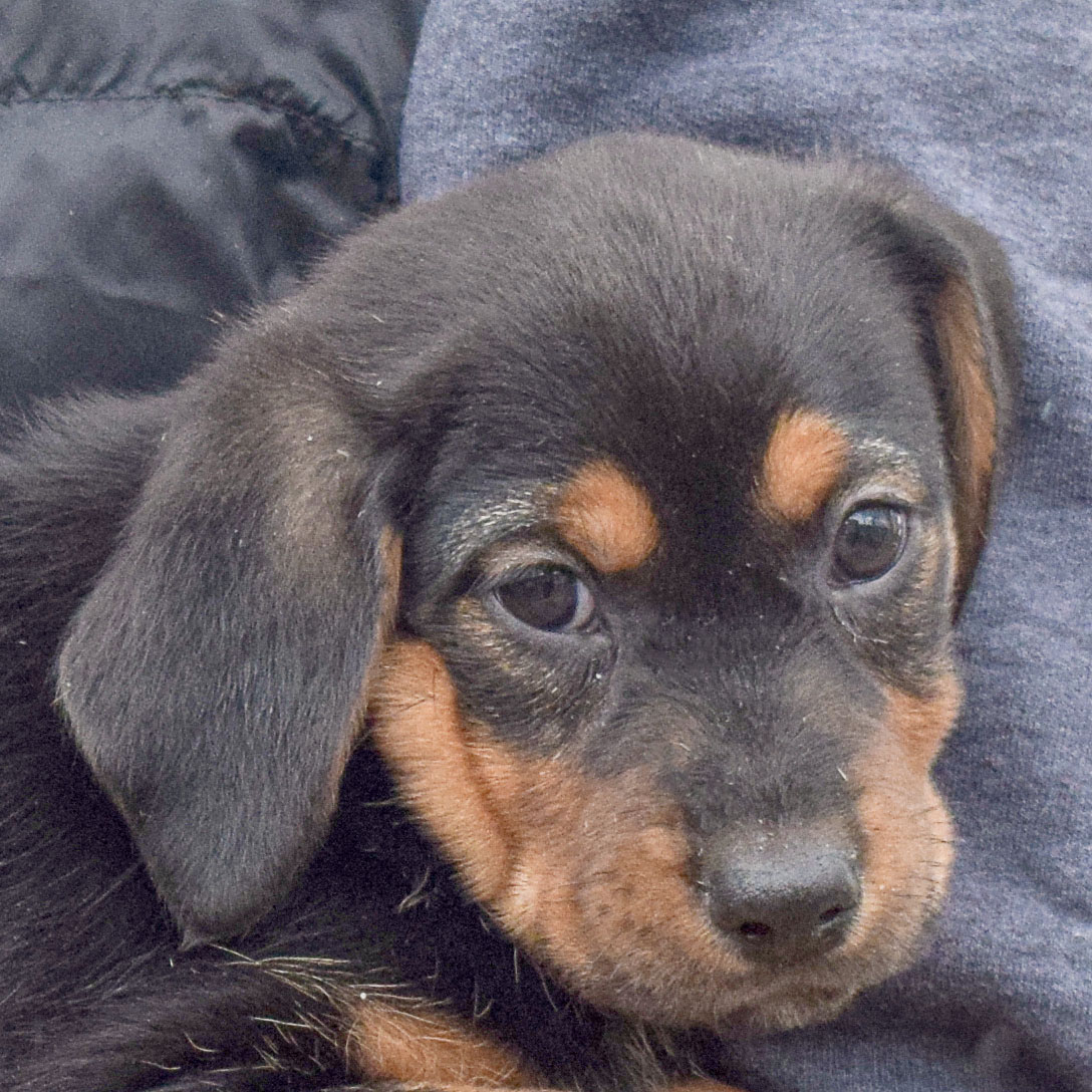 Fanta - Animal House Shelter