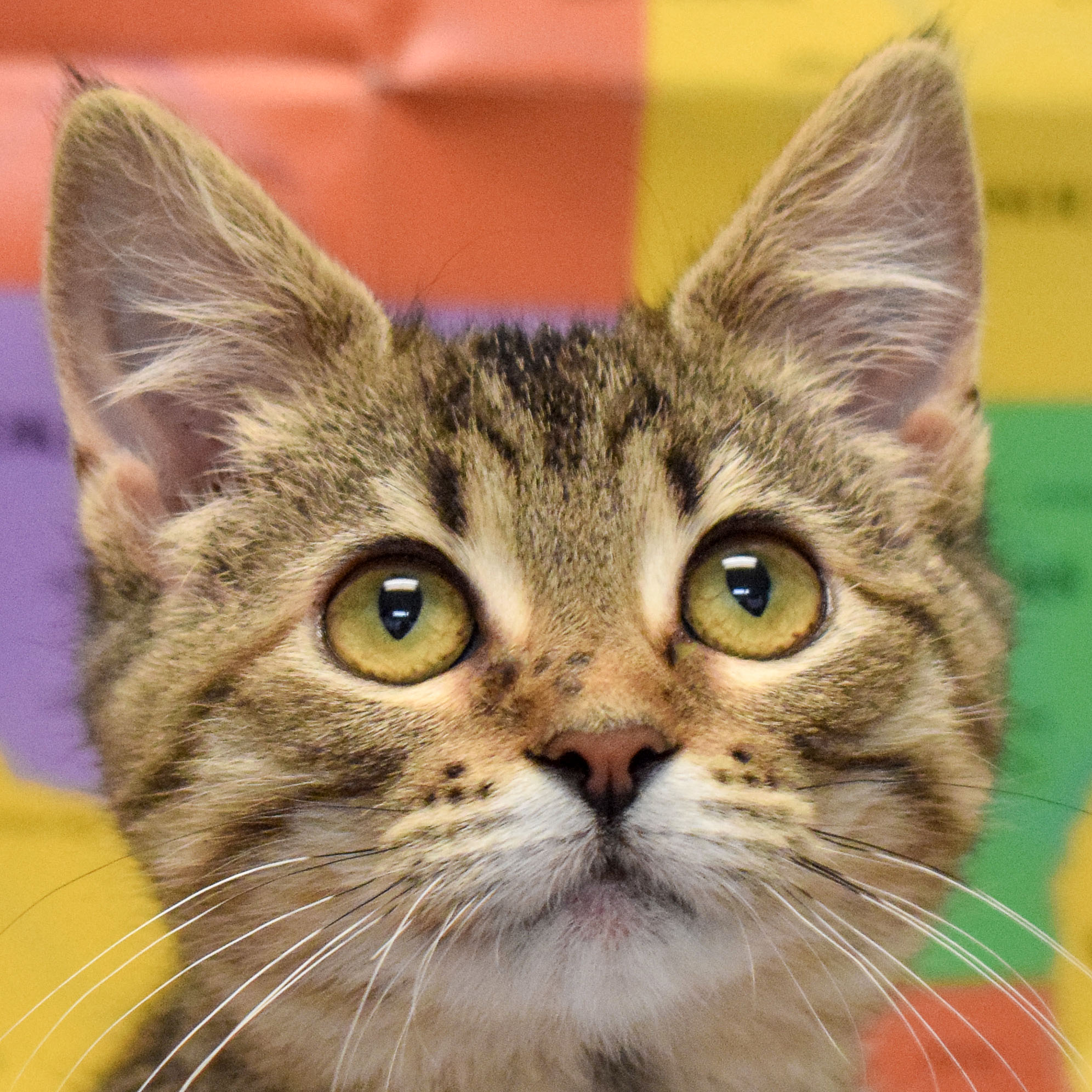 Fireball - Animal House Shelter