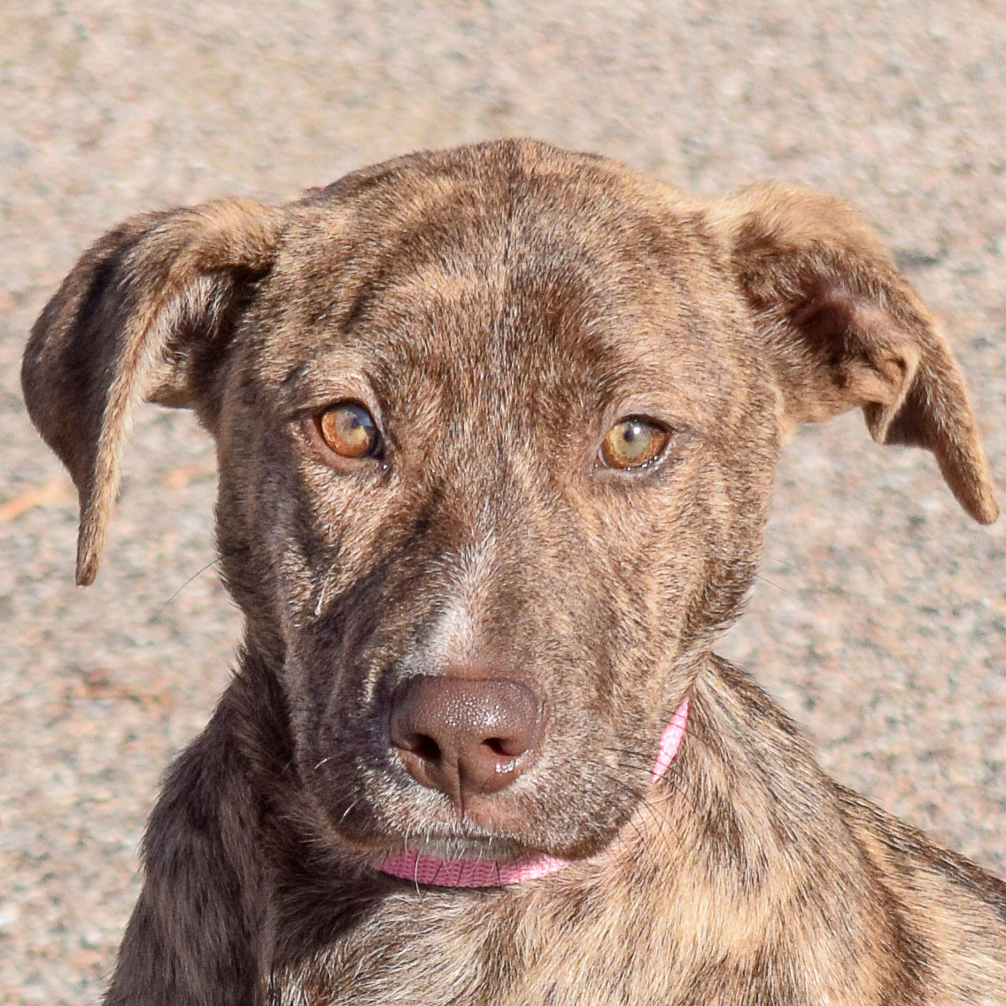 Greg - Animal House Shelter