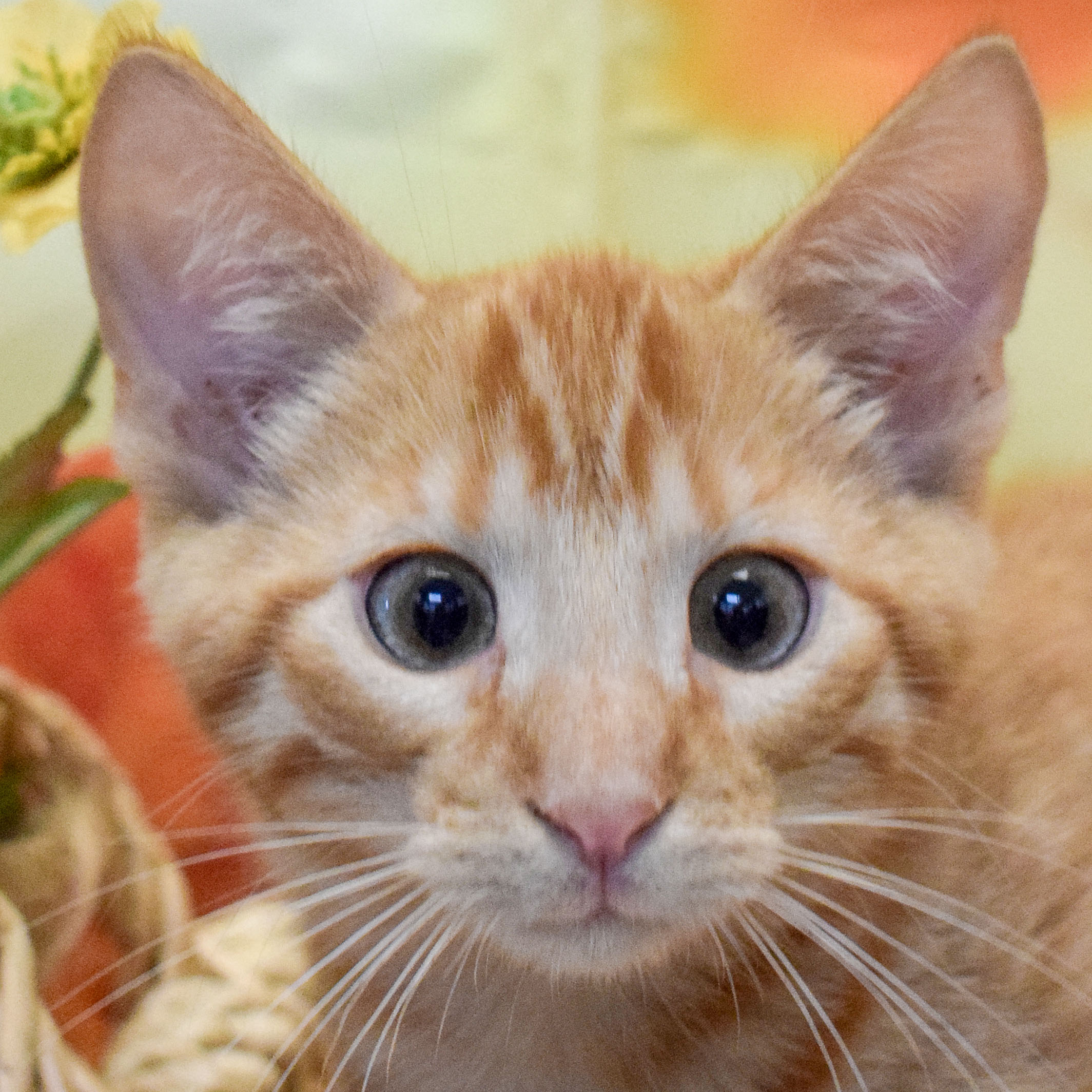 Jinx - Animal House Shelter