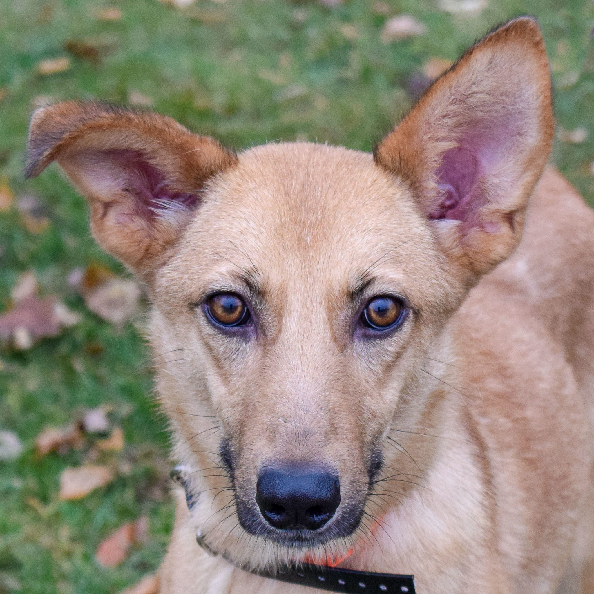 Lolly - Animal House Shelter