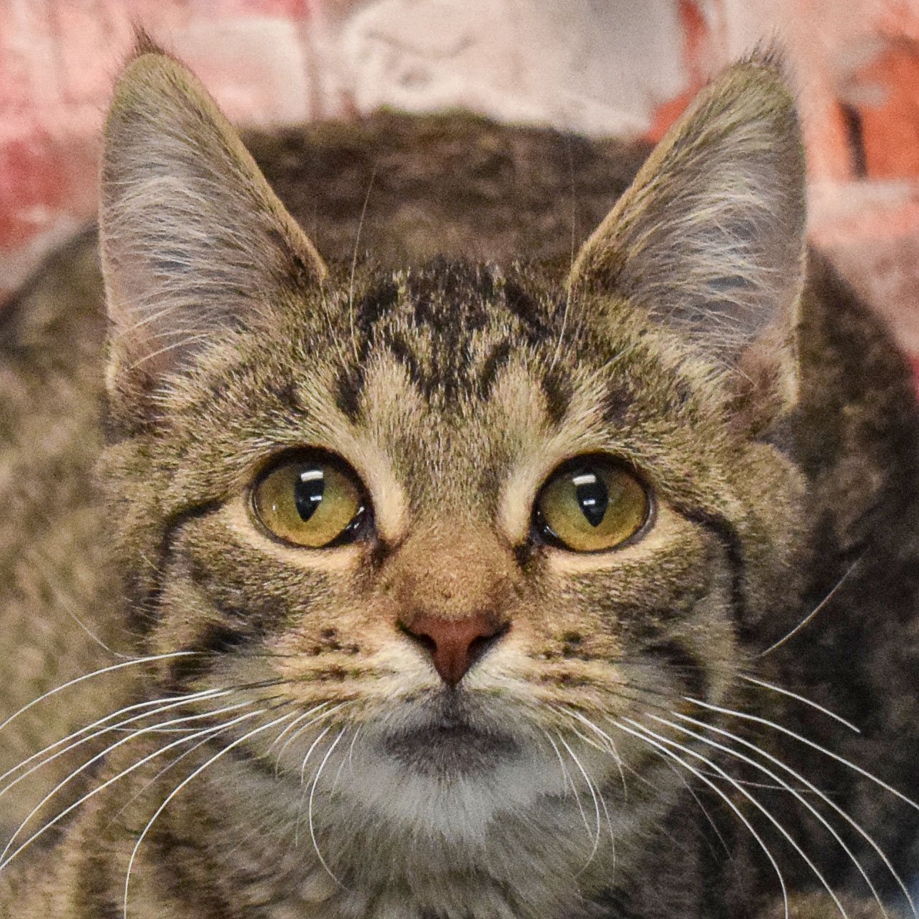 Madeline - Animal House Shelter