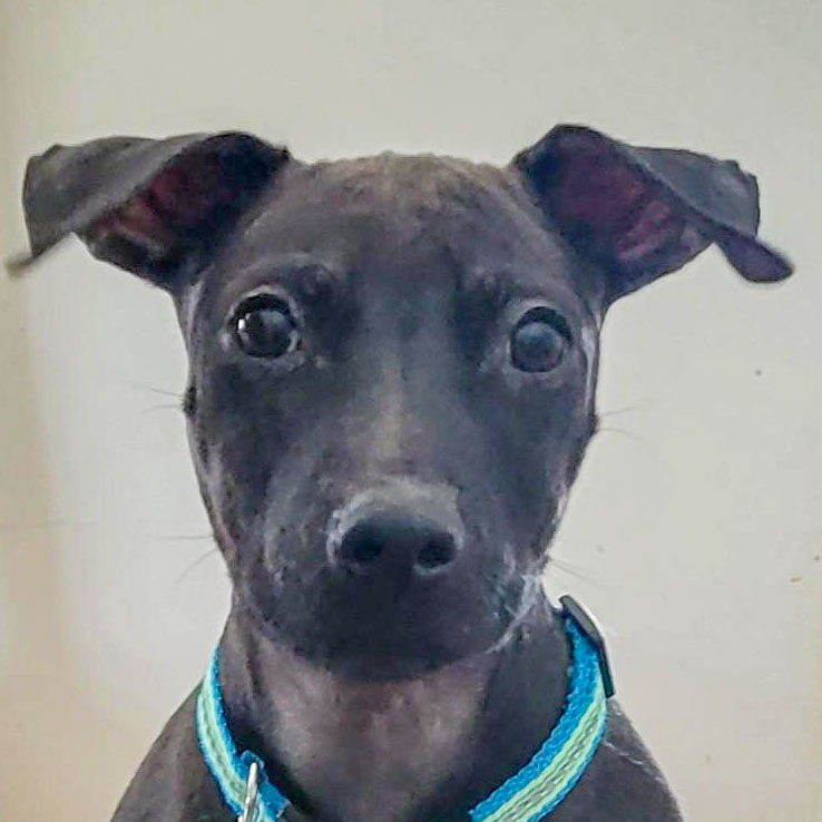 Marvin - Animal House Shelter