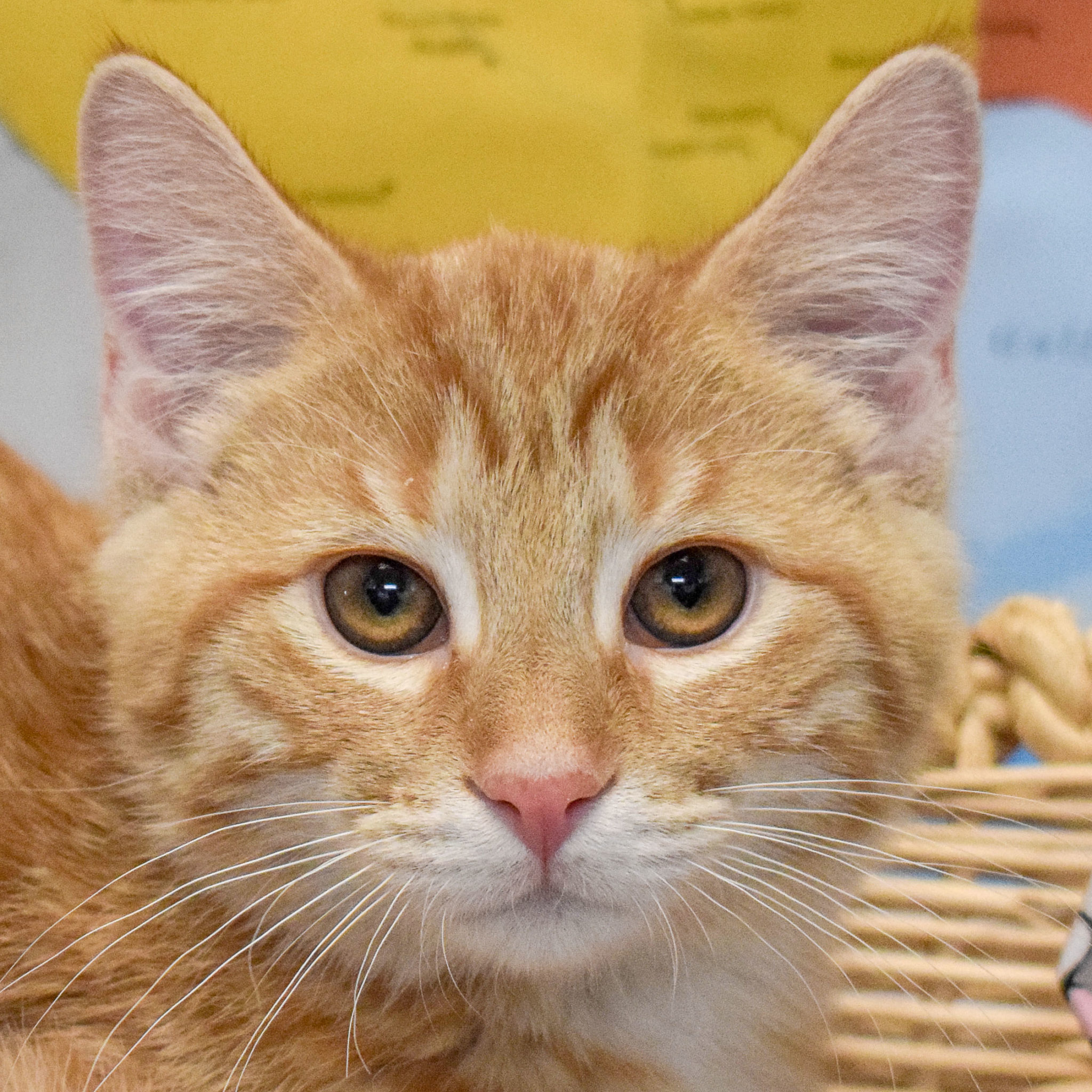 Milo - Animal House Shelter