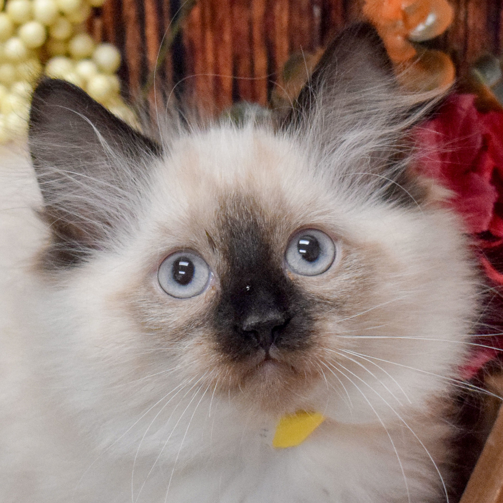 Olive - Animal House Shelter