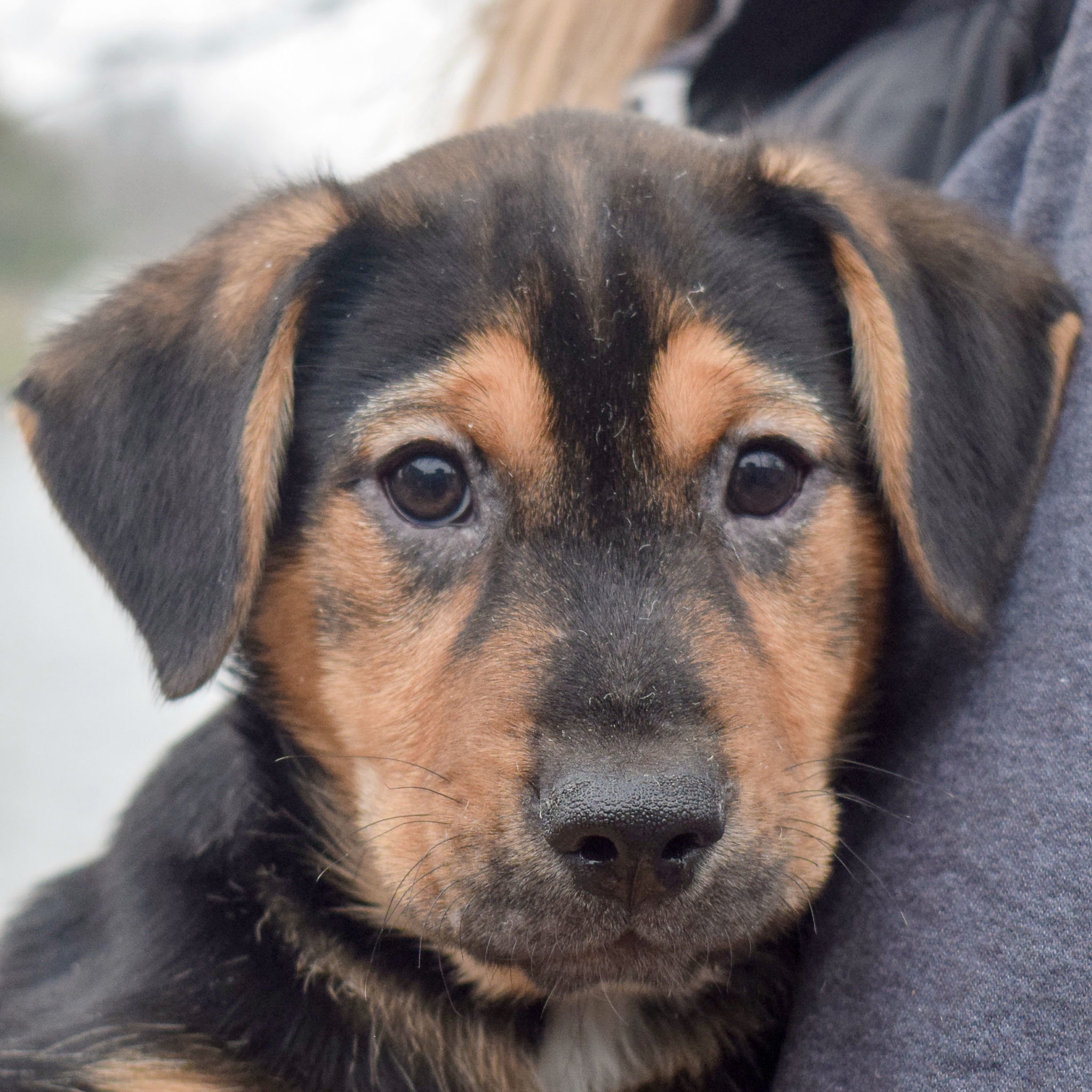 RC - Animal House Shelter