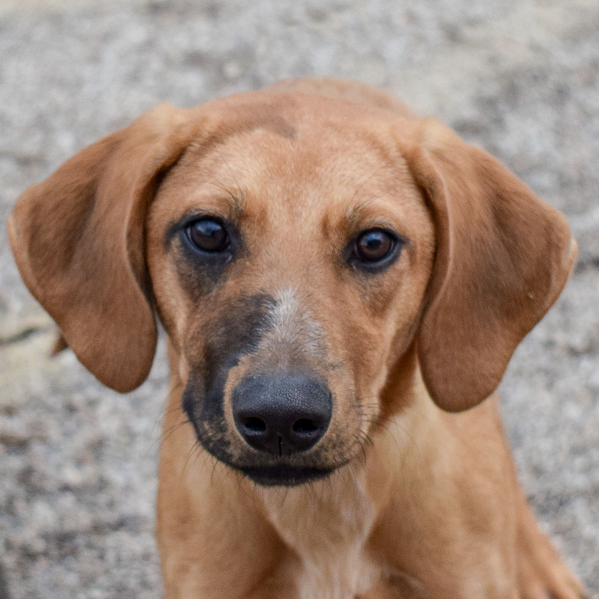 Sam - Animal House Shelter