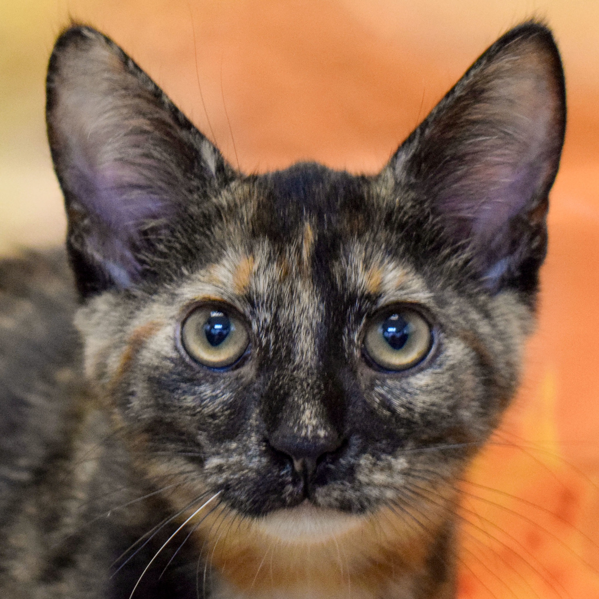 Sheba - Animal House Shelter