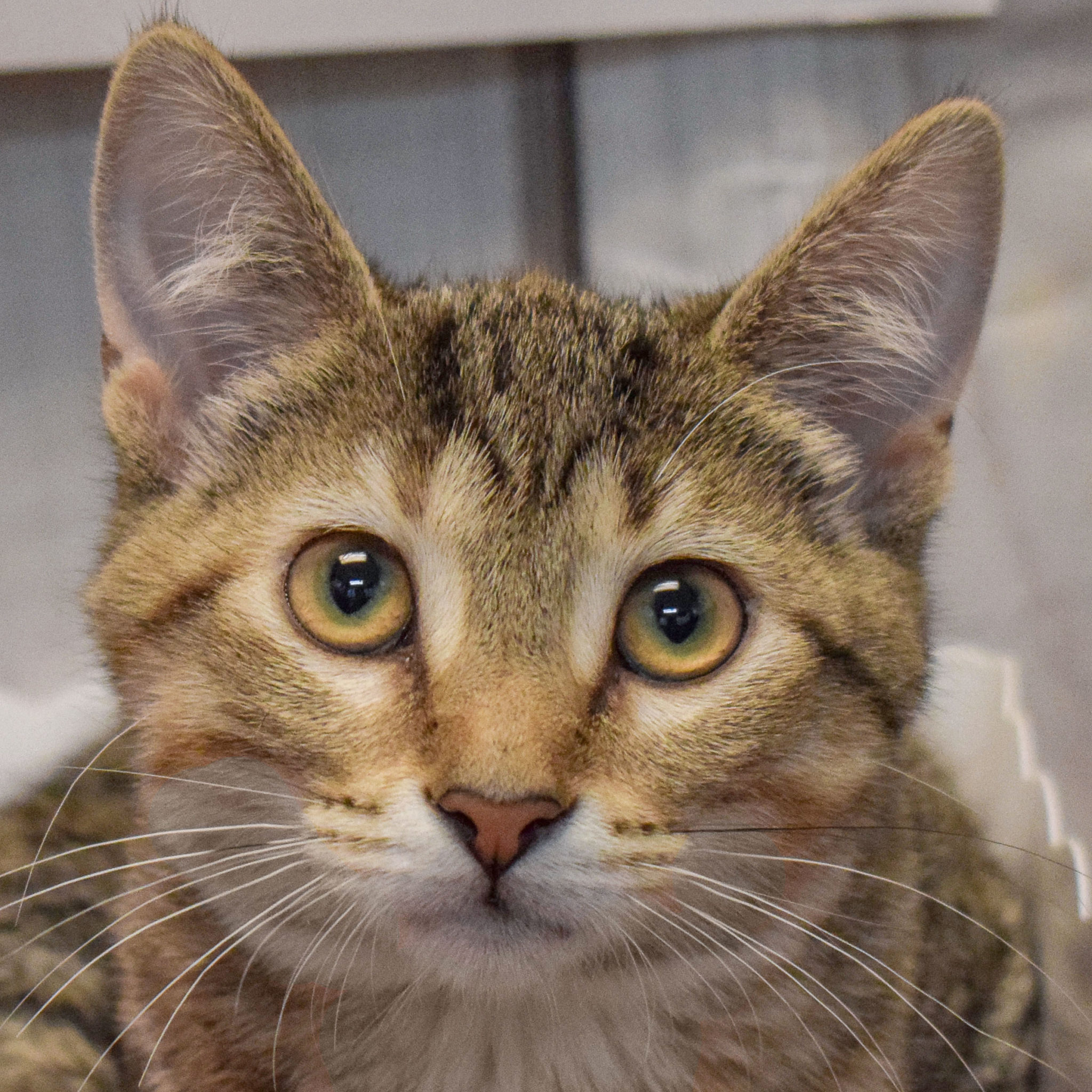 Strudel - Animal House Shelter