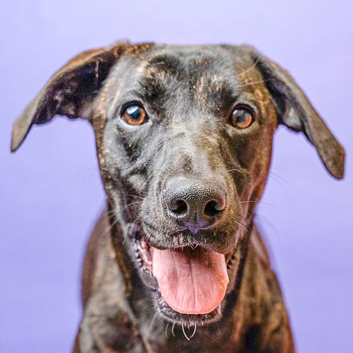 Carol - Animal House Shelter
