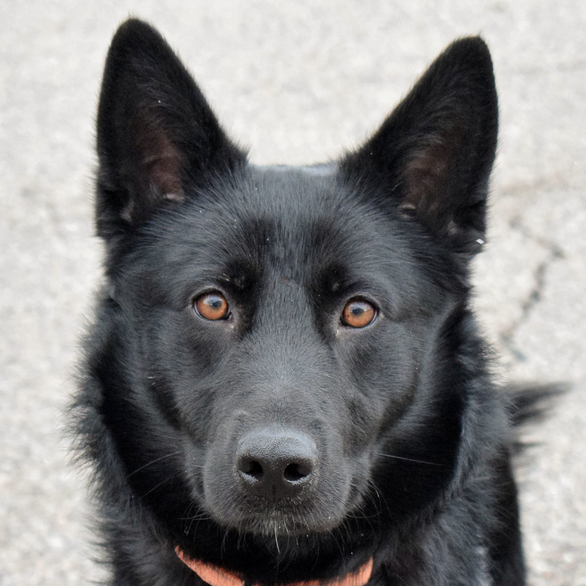 Chief - Animal House Shelter