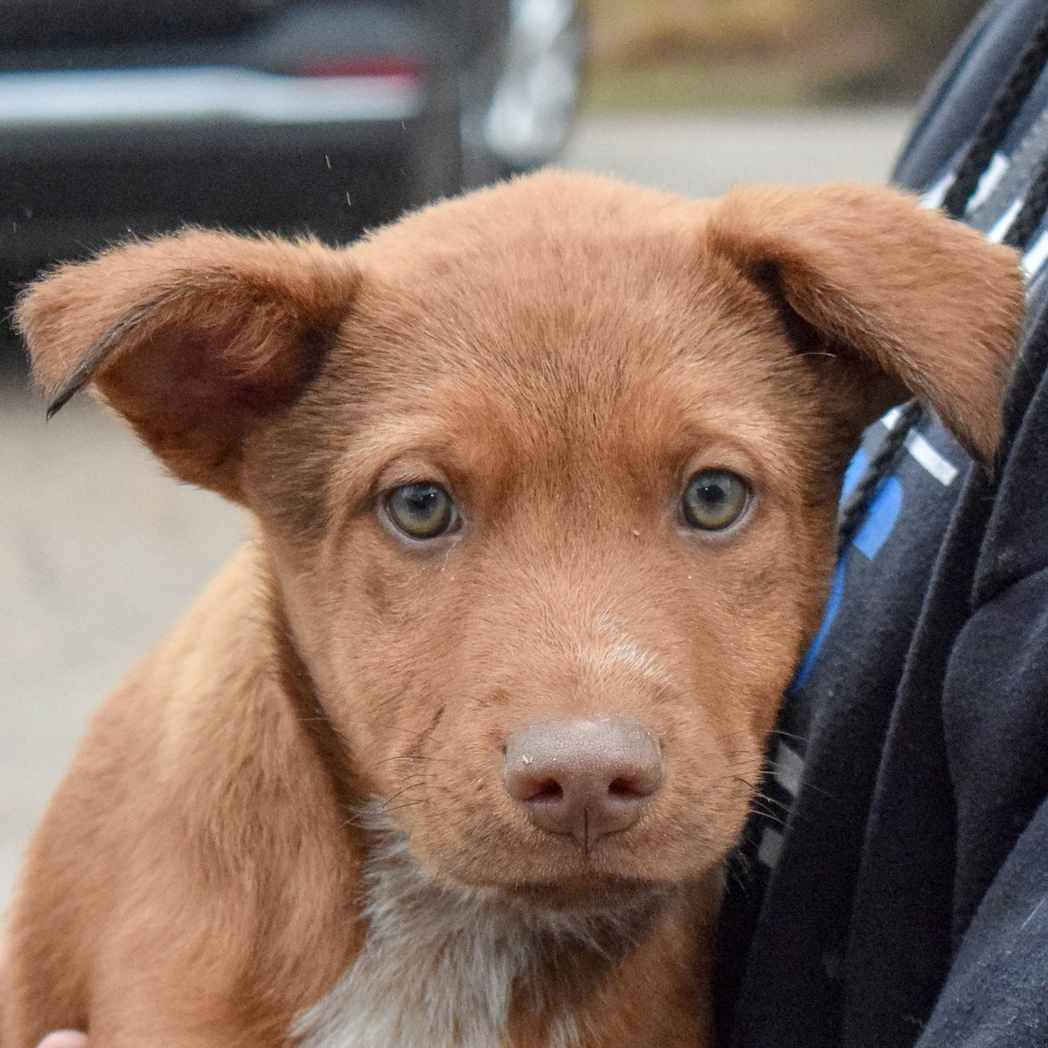 Dribbles - Animal House Shelter