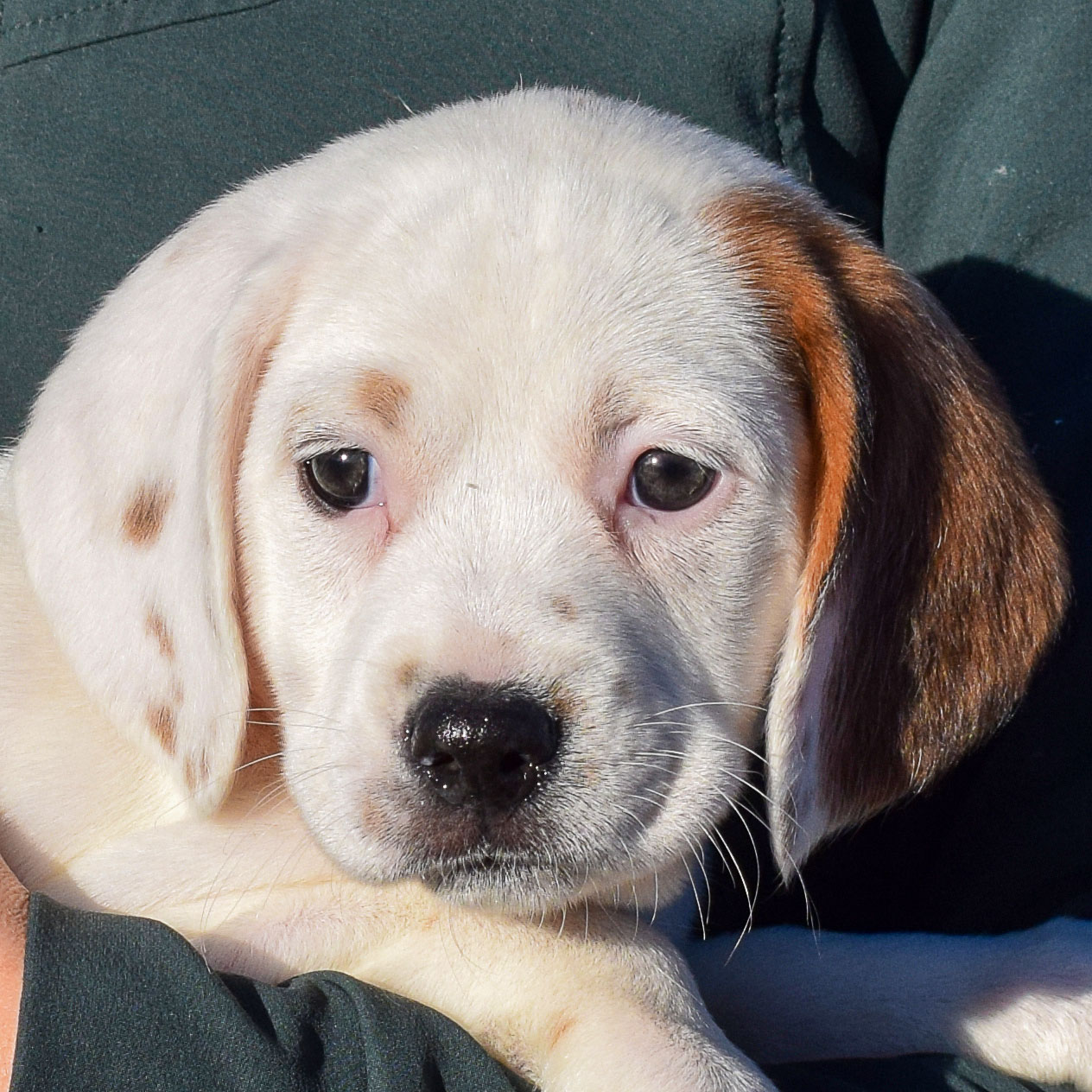 Eleanor - Animal House Shelter