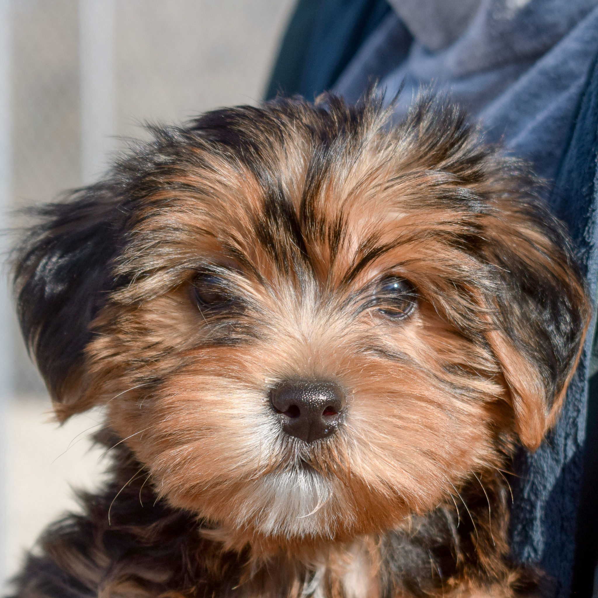 Jack - Animal House Shelter