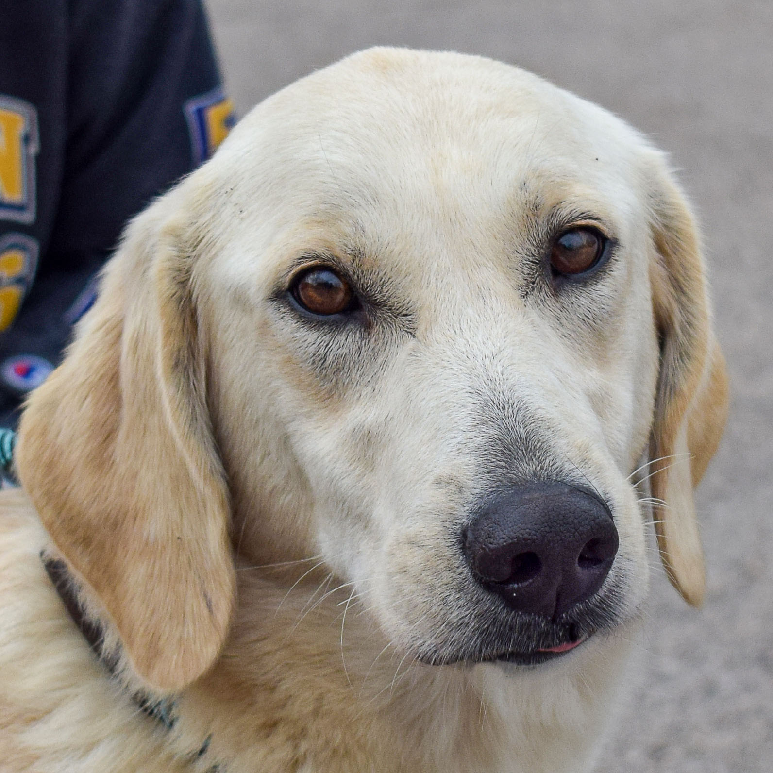 Jericho - Animal House Shelter