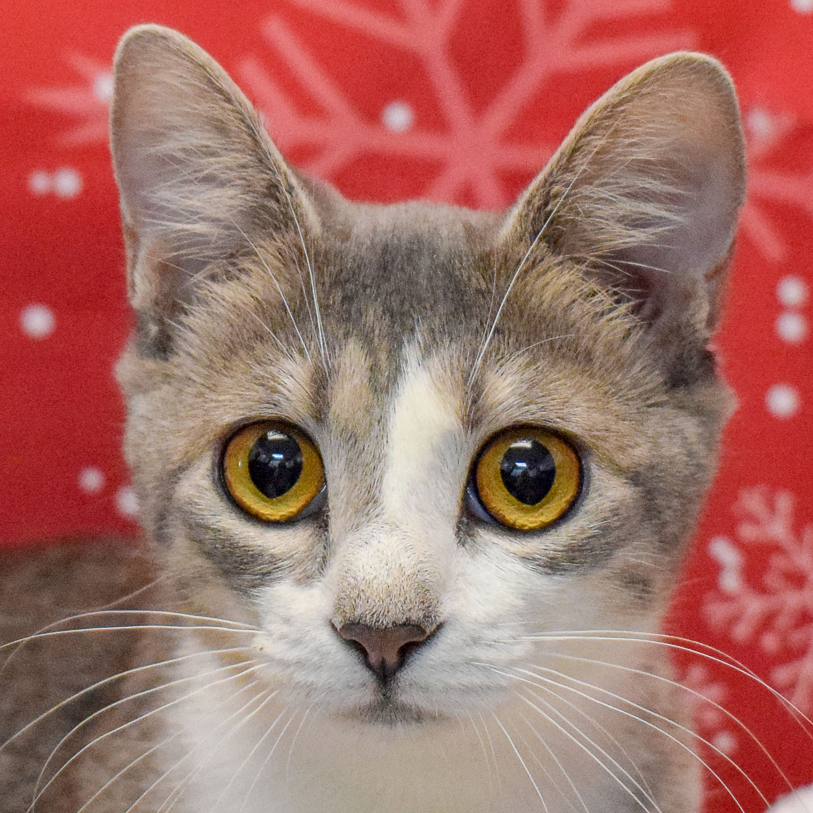 Kat - Animal House Shelter