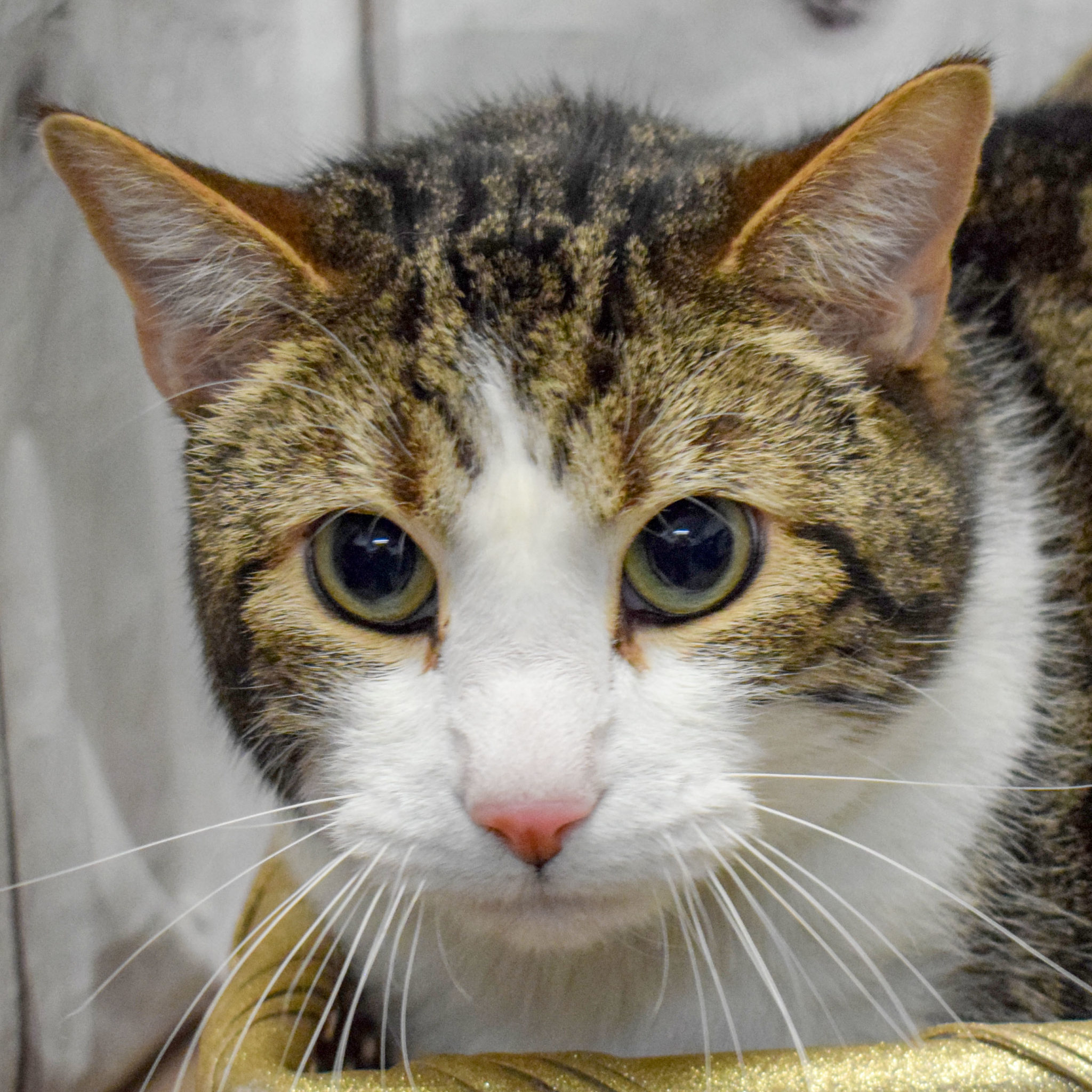 Little Pickle - Animal House Shelter