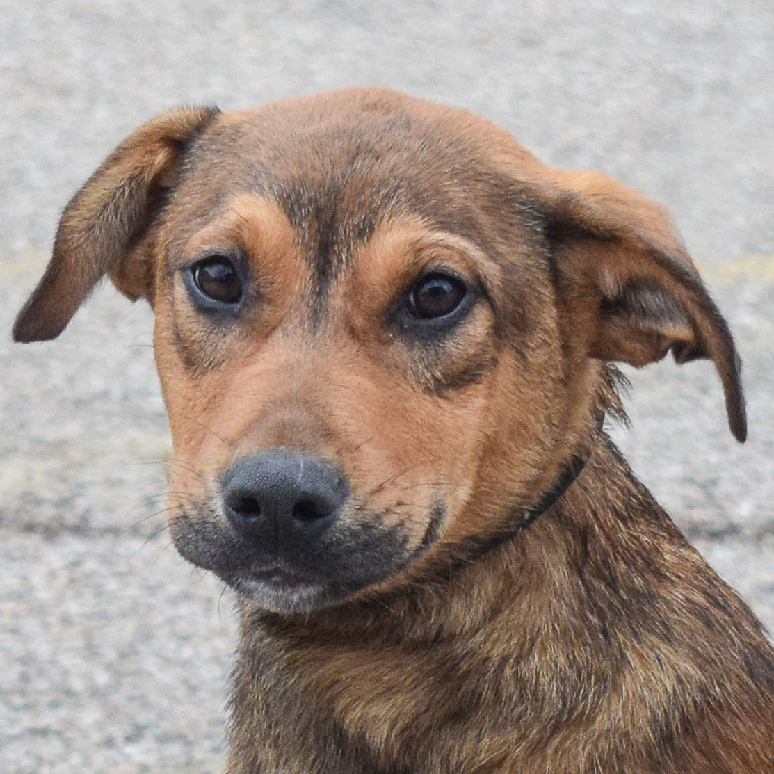 Mutt - Animal House Shelter