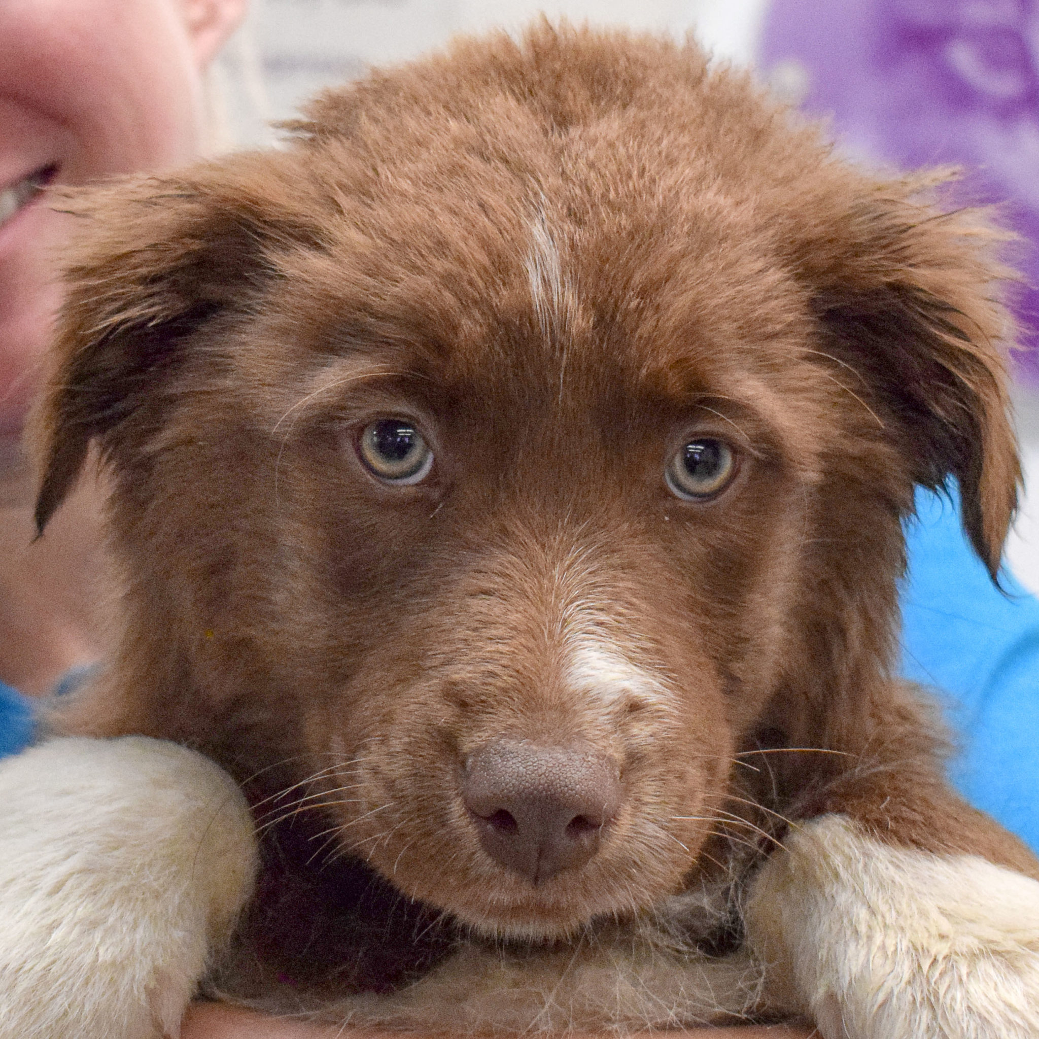 Opal - Animal House Shelter