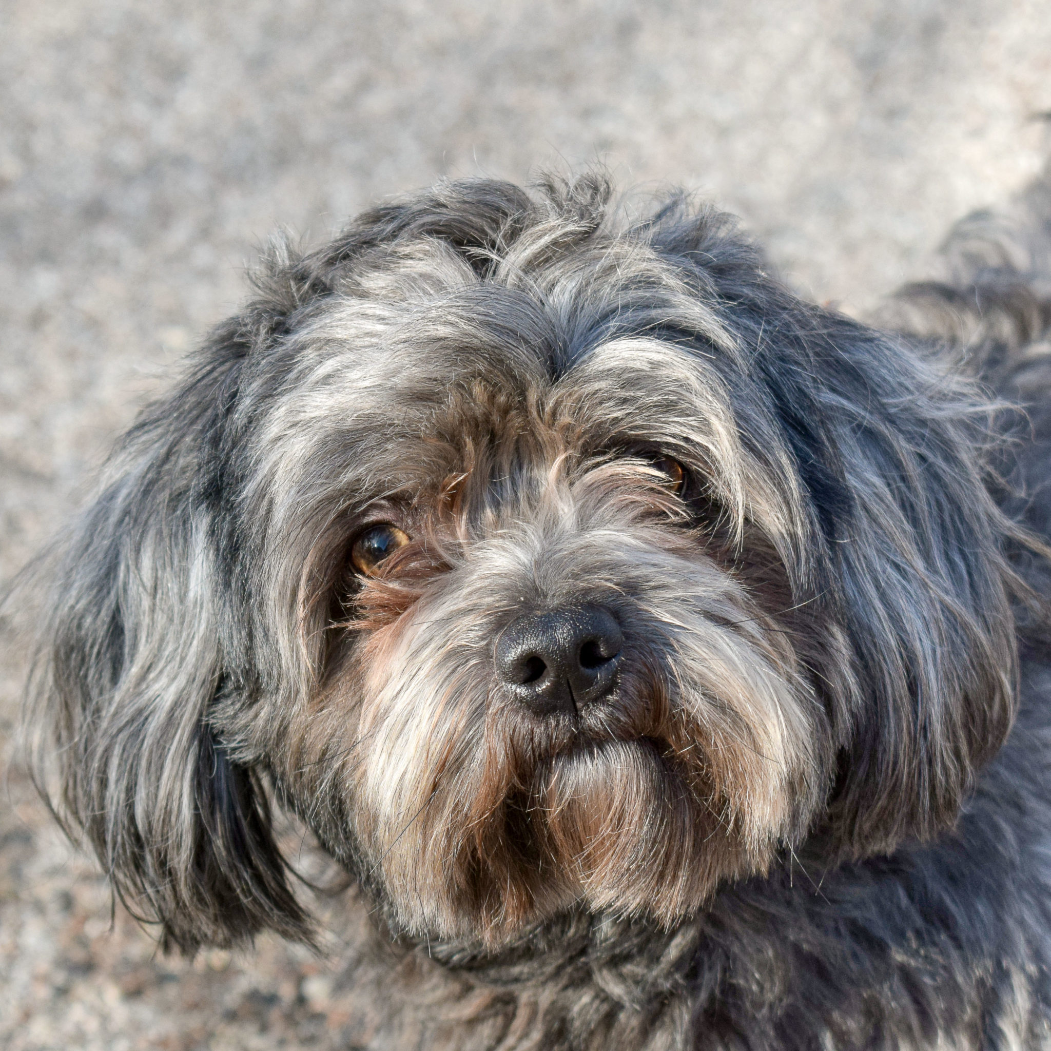 Oreo - Animal House Shelter